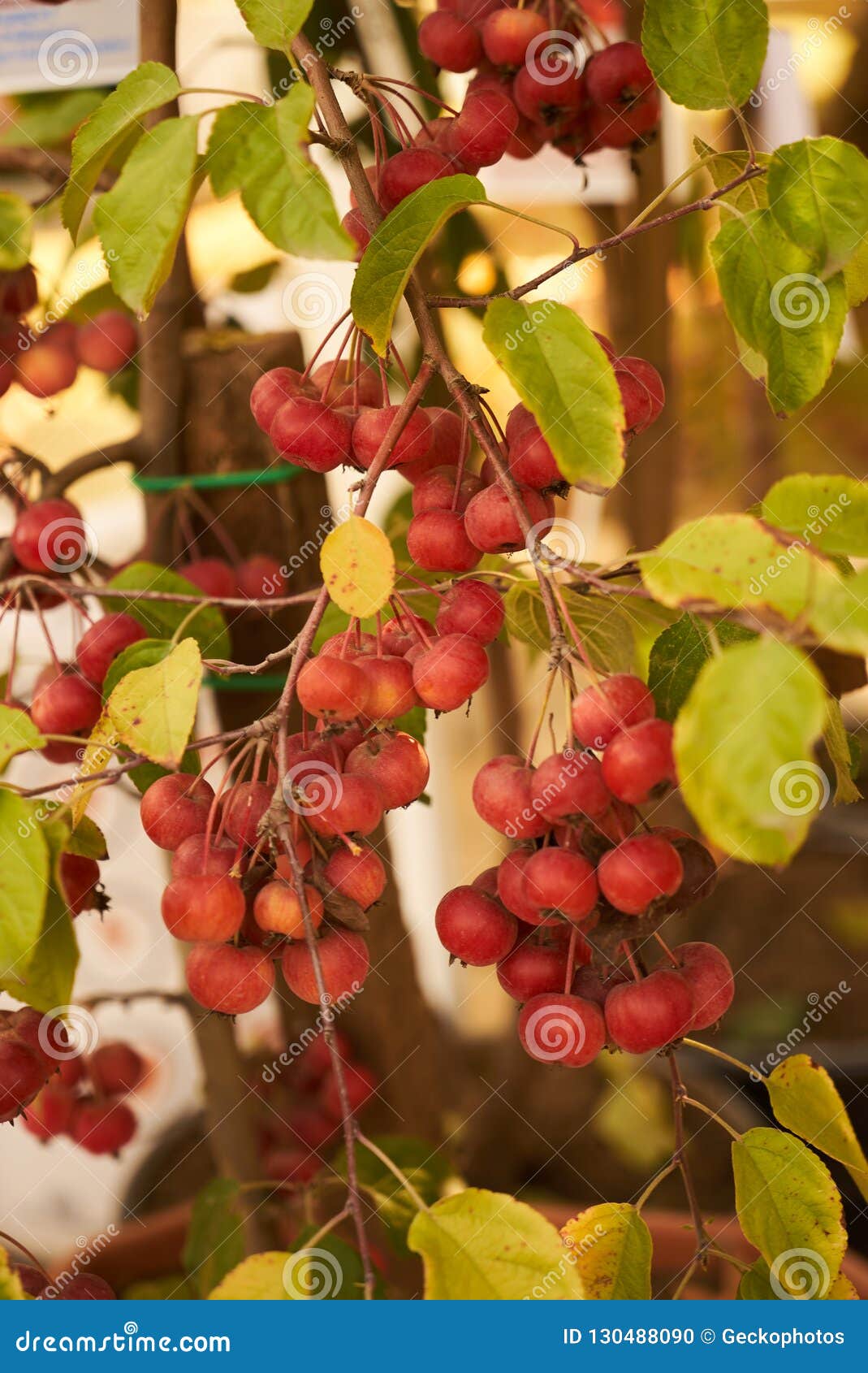 Small Apples Fruit Tree with Green Leaves Stock Photo - Image of ...