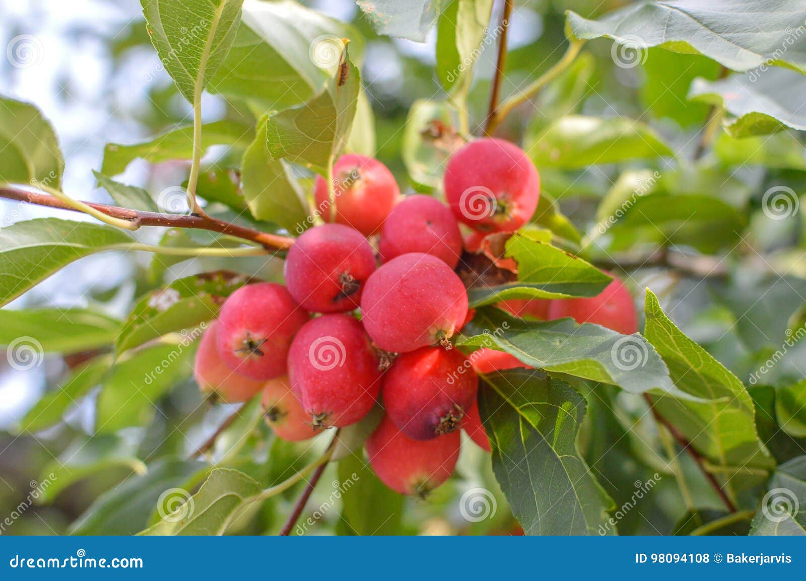 Small Apples Fruits on the Branches of Apple Trees Stock Photo - Image ...