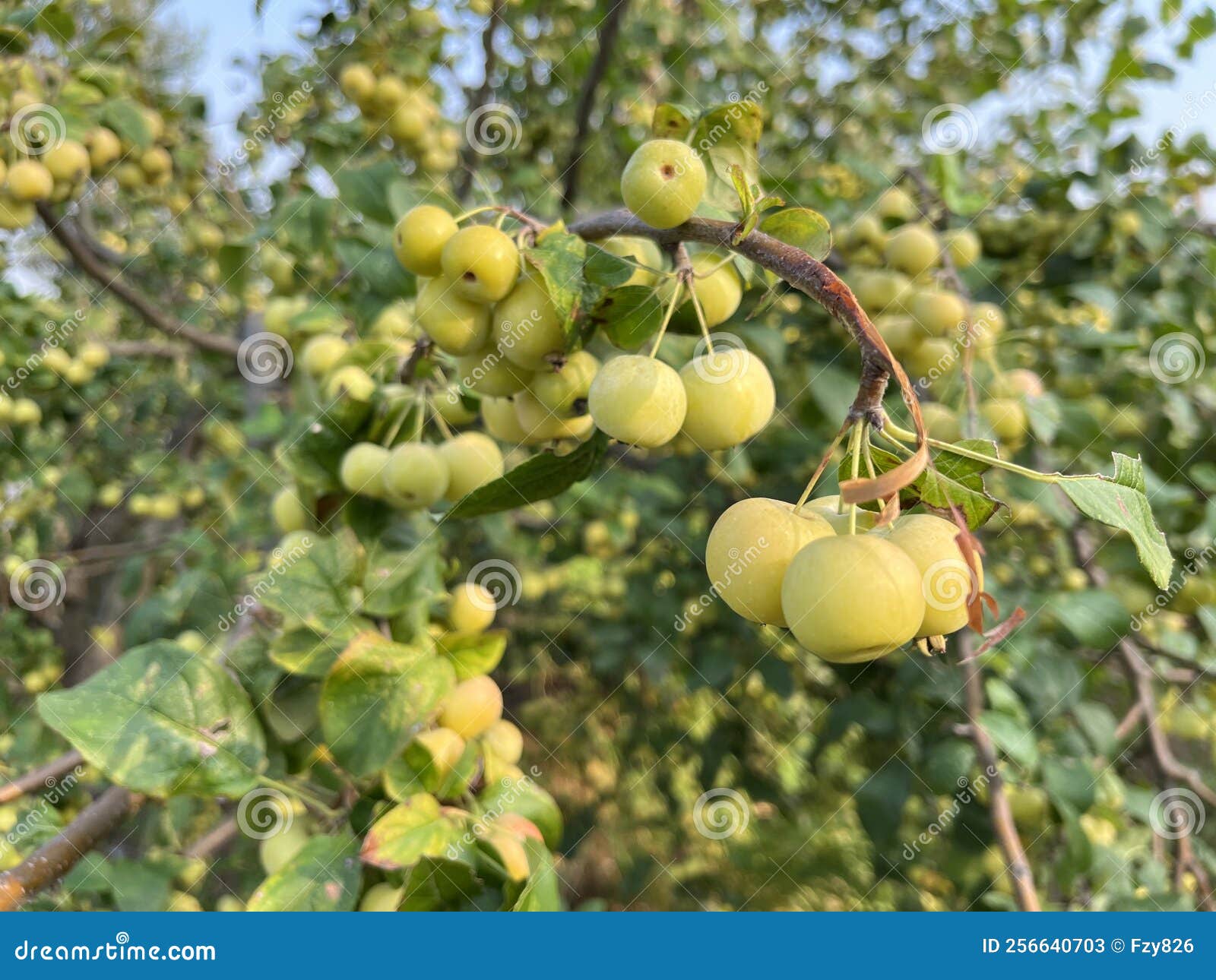 Small apples stock image. Image of grow, sweet, beautiful - 256640703