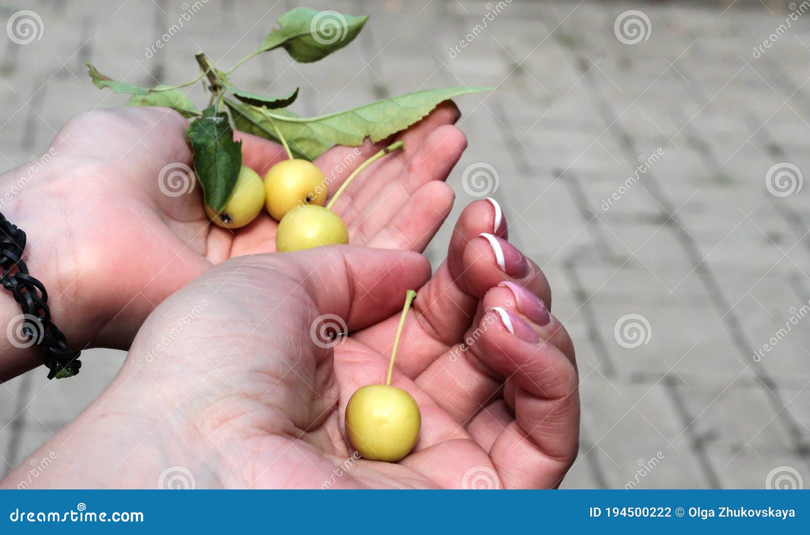 Small Apples in Women`s Hands. Yellow Apples Stock Photo - Image of ...
