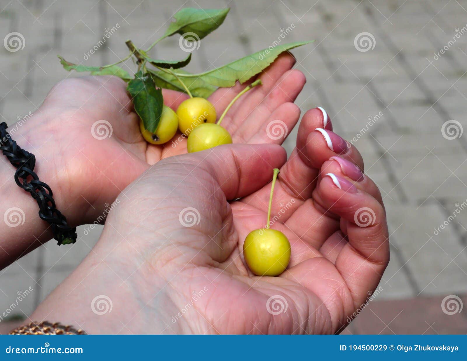 Small Apples in Women`s Hands. Yellow Apples Stock Image - Image of ...