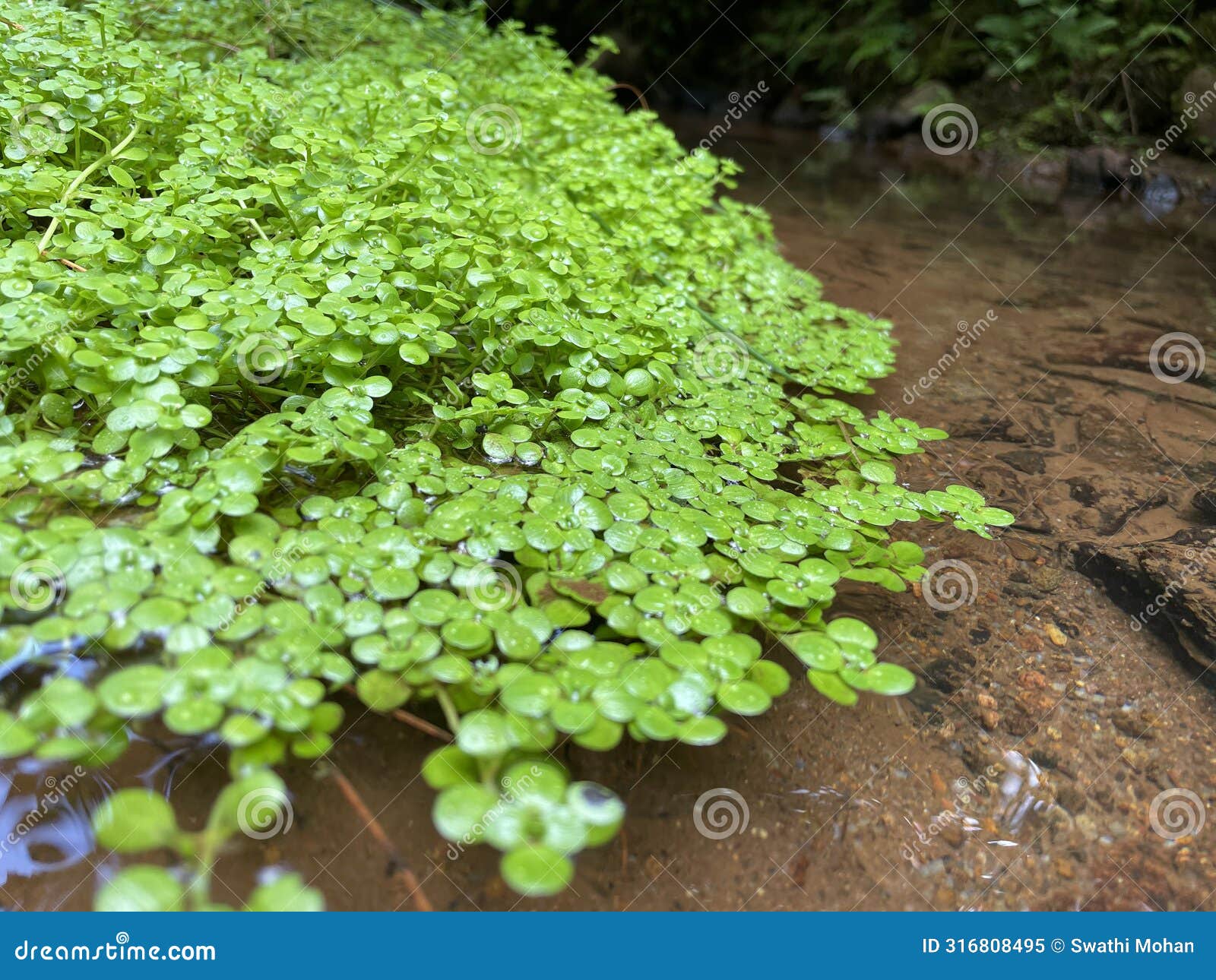 Small Aquatic Plants Forming a Beautiful Texture Pattern Background ...