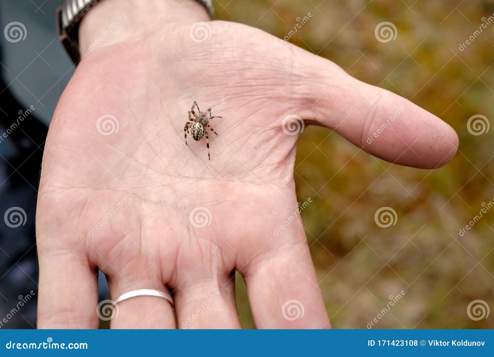 Small Araneus Spider Sits on a Man Hand. Stock Photo - Image of ...