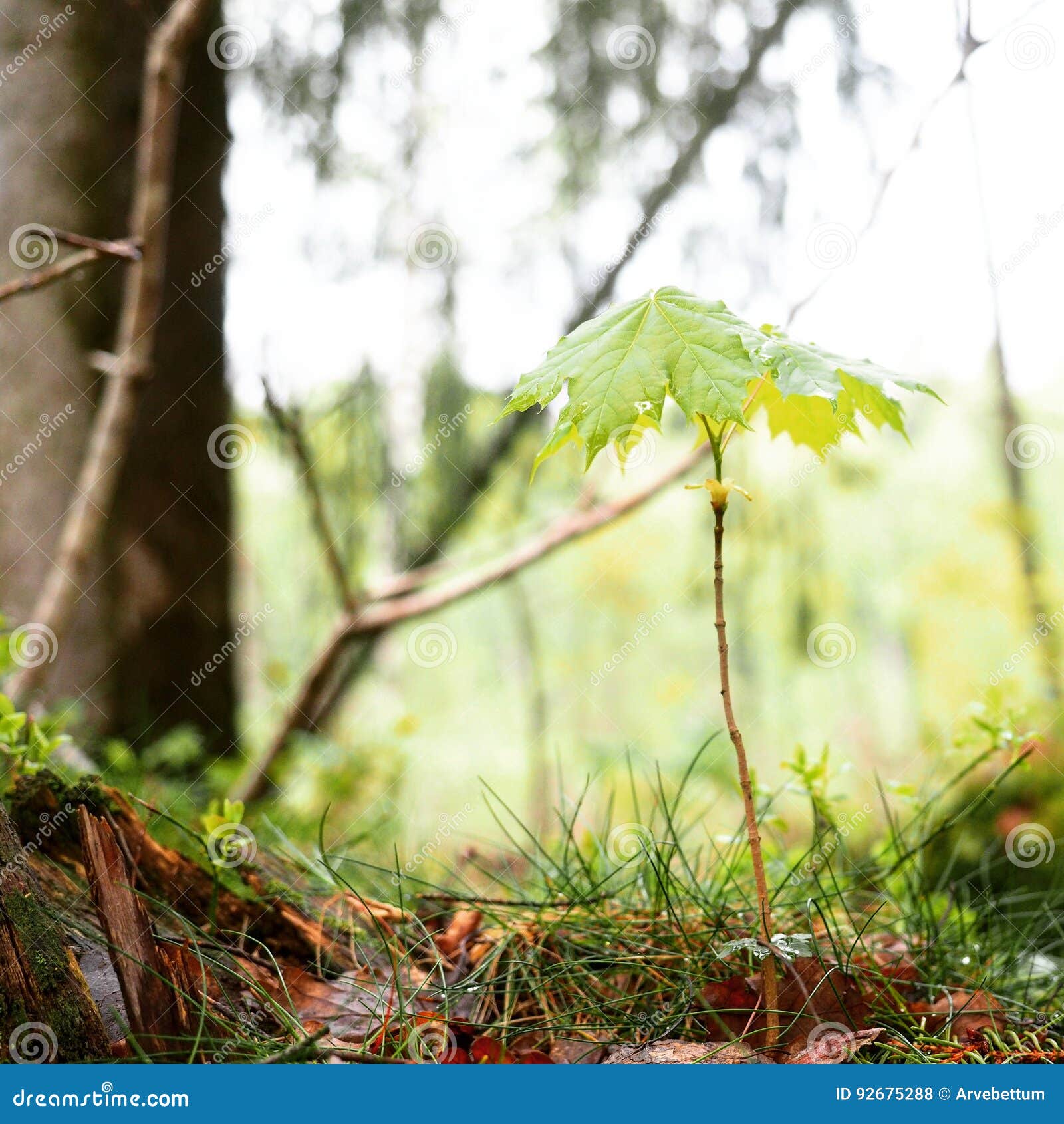 Small Ash Tree at Forest Floor Stock Photo - Image of bokeh, southern ...