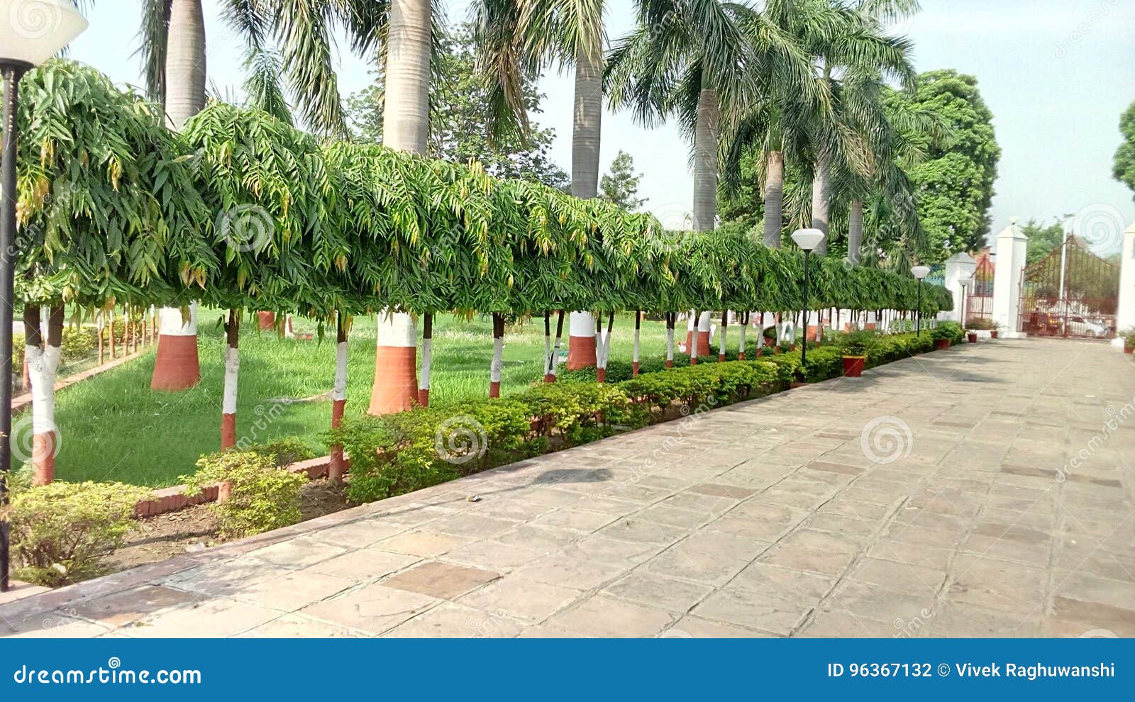 Small Ashok tree stock photo. Image of famous, small - 96367132
