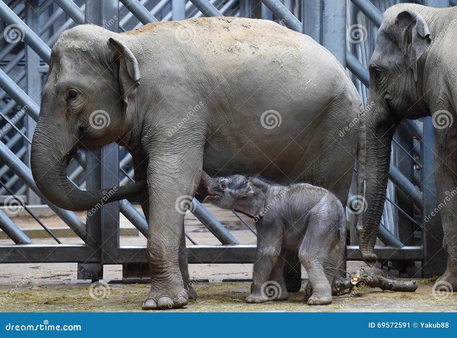 Small Asian elephant baby stock image. Image of small - 69572591