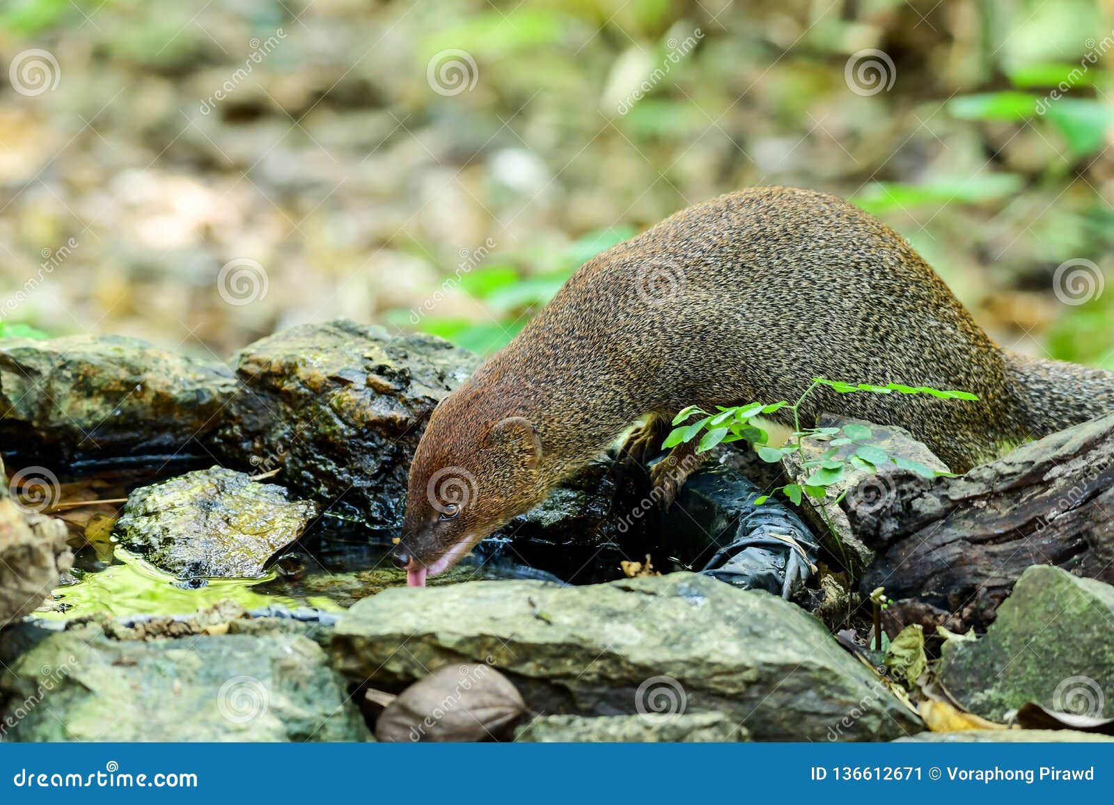 Small Asian Mongoose Eating Water in the Pond Stock Image - Image of ...