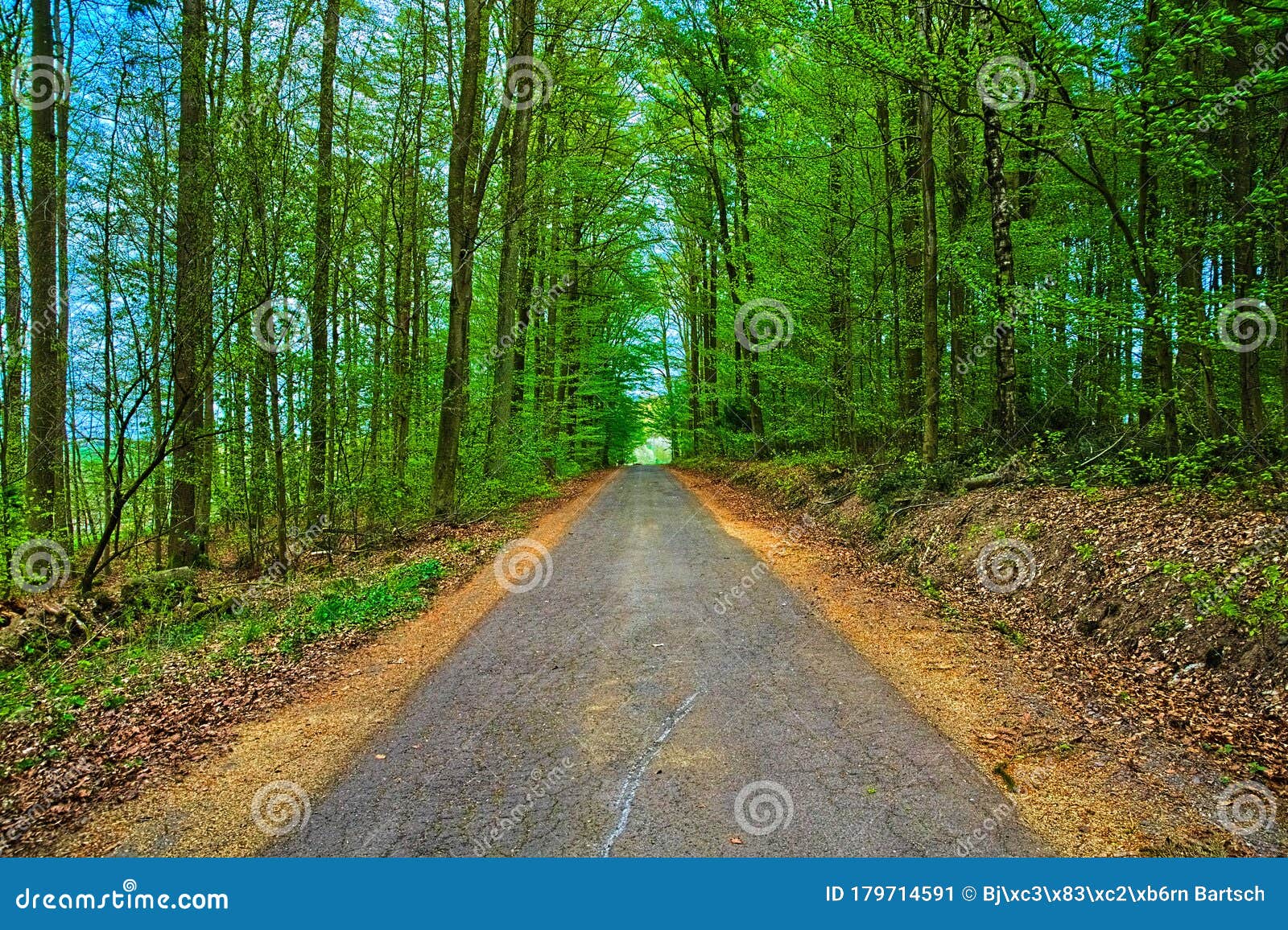Small asphalt forest path. stock image. Image of guidance - 179714591