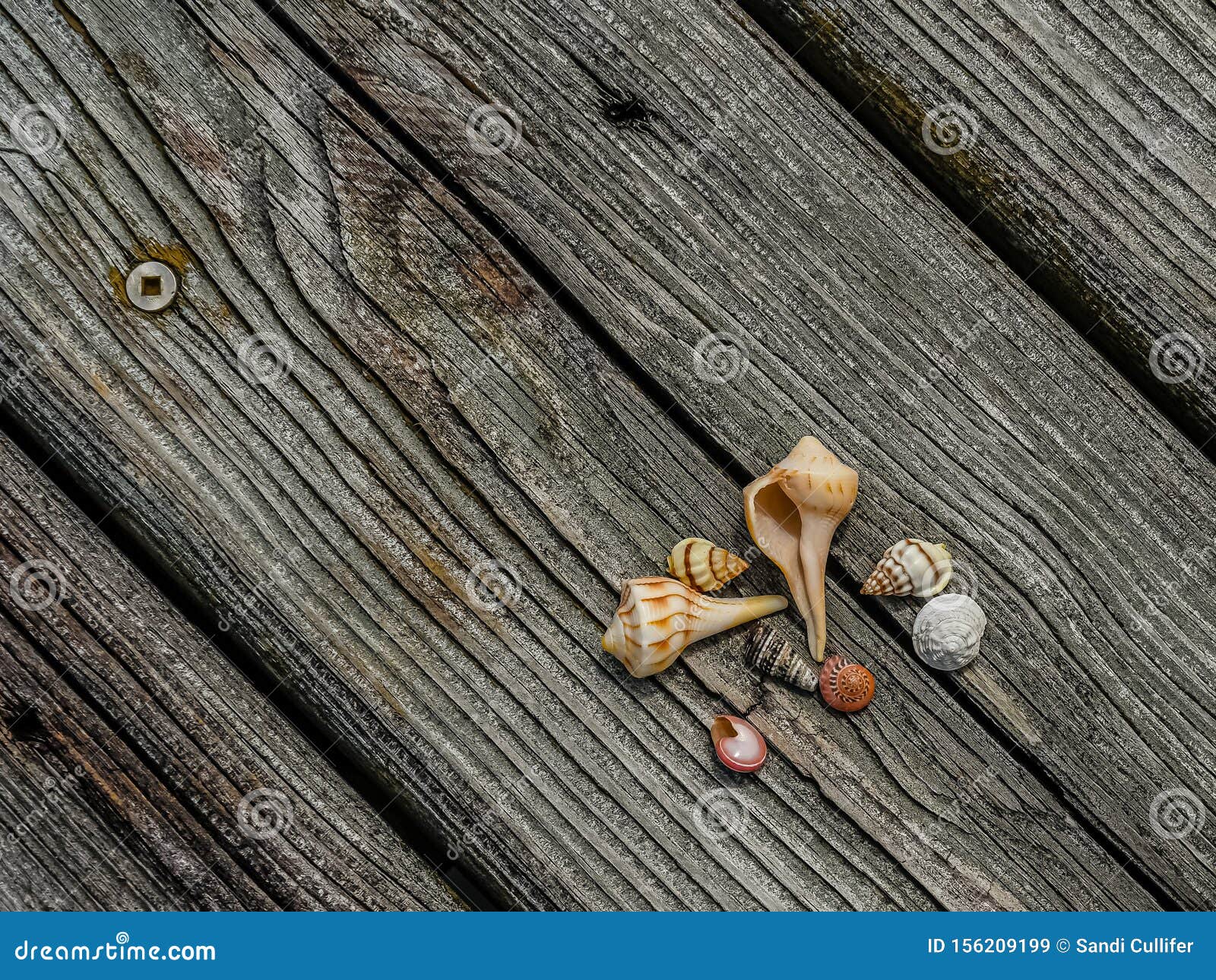 An Assortment of Seashells on a Weathered Dock Stock Image - Image of ...