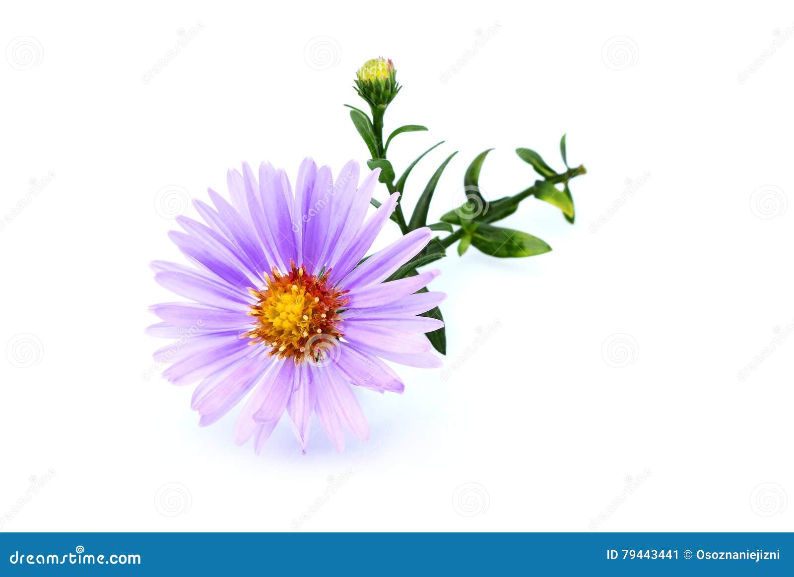 3,340 Aster Flower Small Stock Photos - Free & Royalty-Free Stock ...