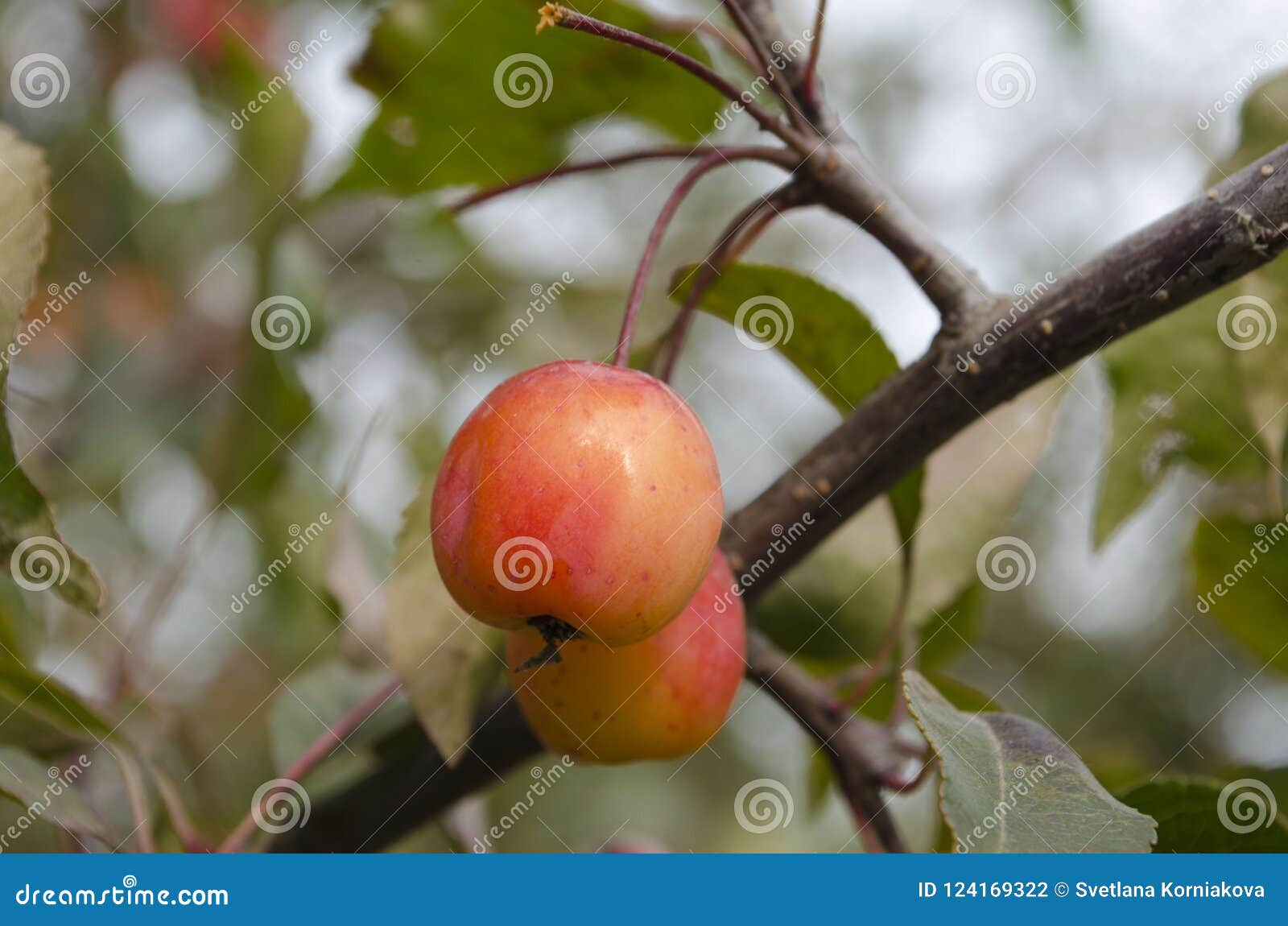 Small Autumn Apples on the Branch Stock Photo - Image of beauty ...