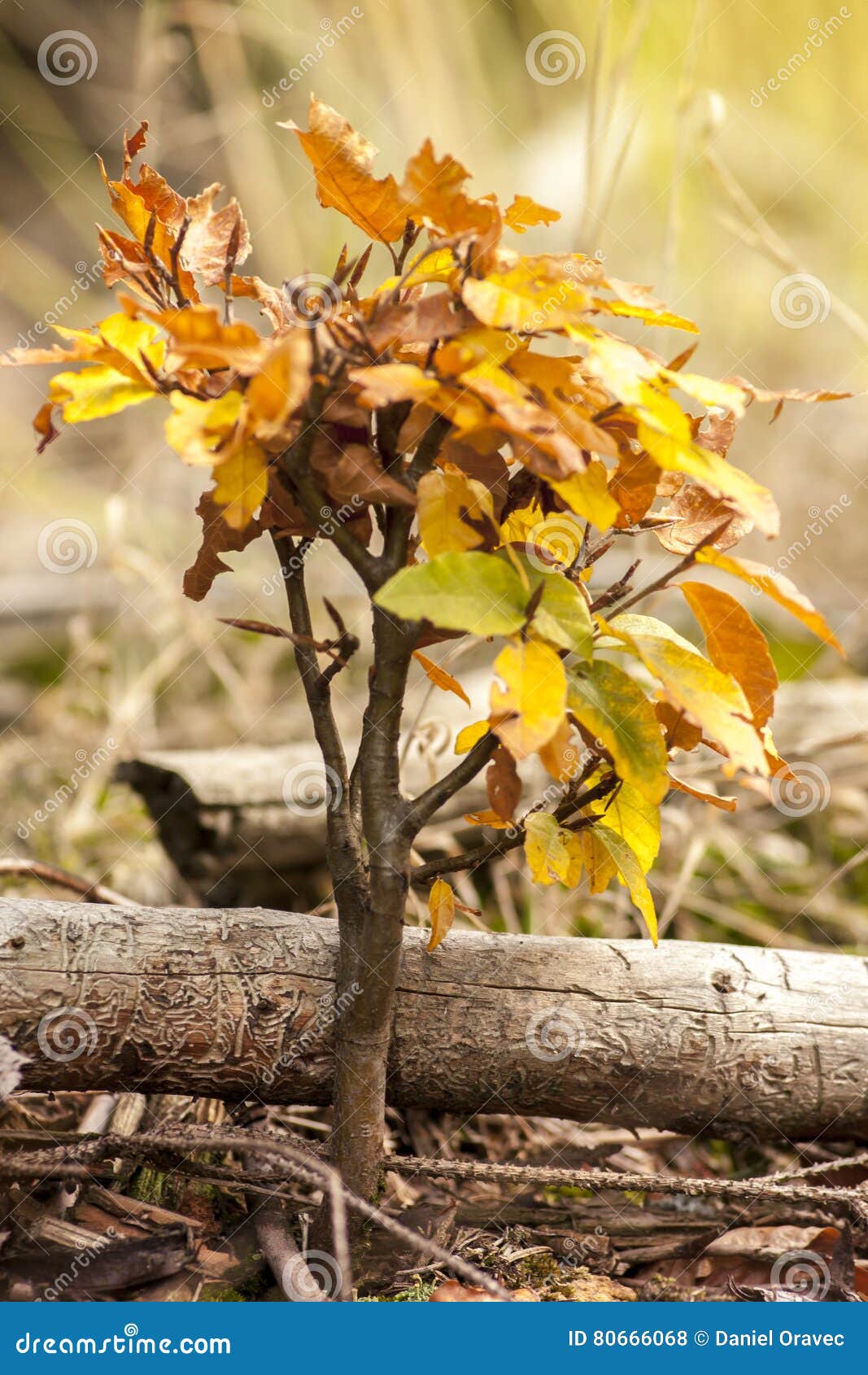 Small Autumn Beech Tree stock photo. Image of life, color - 80666068