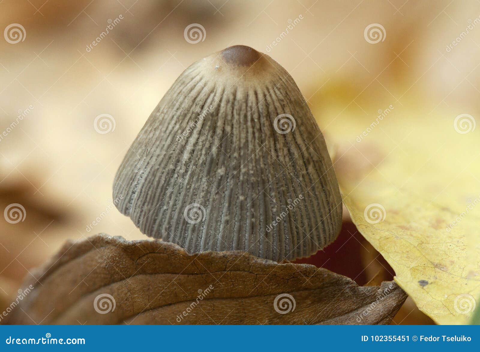Small autumn mushroom. stock image. Image of mushroom - 102355451