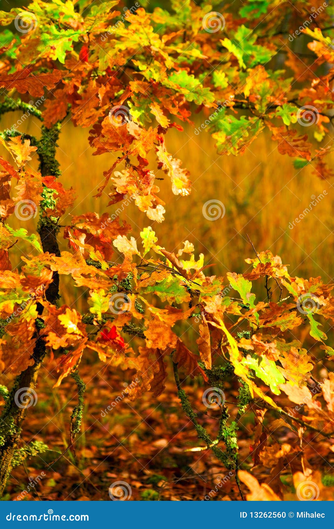 Small autumn oak tree stock photo. Image of autumn, green - 13262560
