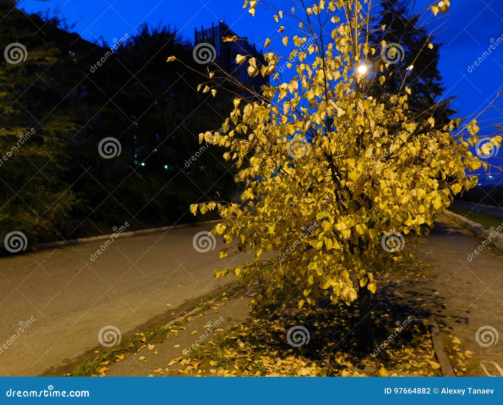 A small autumn tree stock photo. Image of september, tree - 97664882