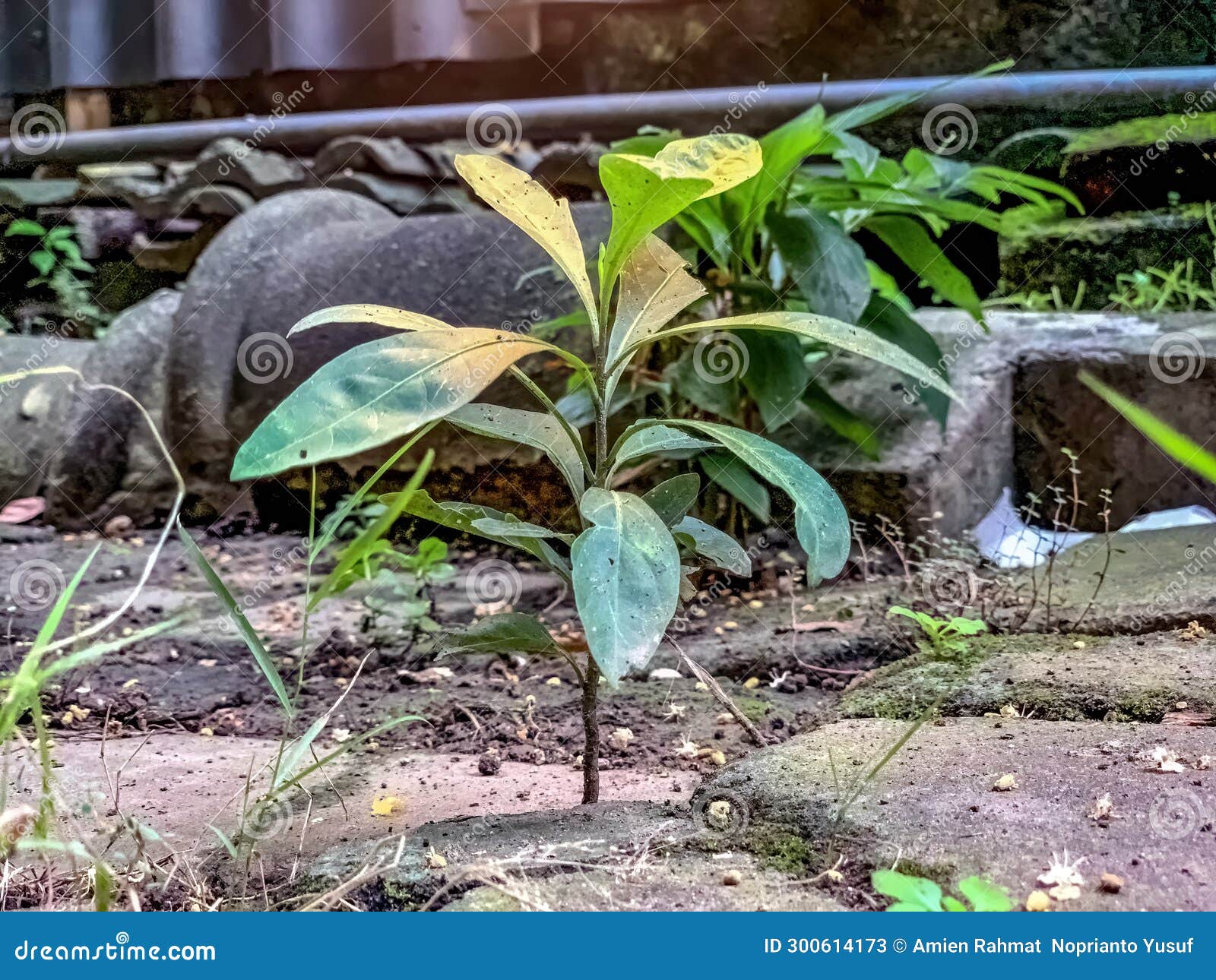 Small Avocado or Chacruna Plants Stock Image - Image of nature ...