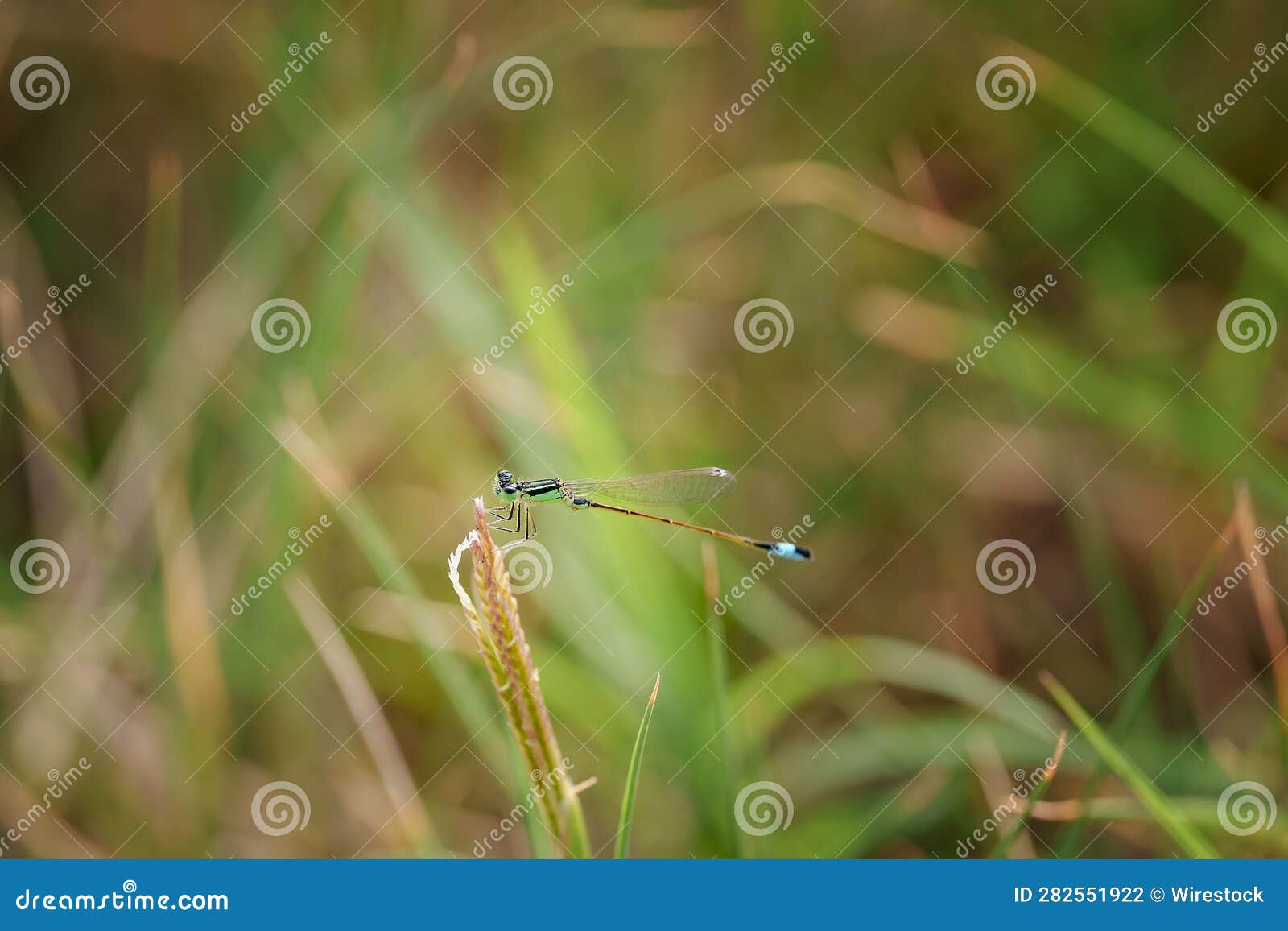 Small Azure Dragonfly Perched on a Wheat Plant, Its Wings Shimmering in ...