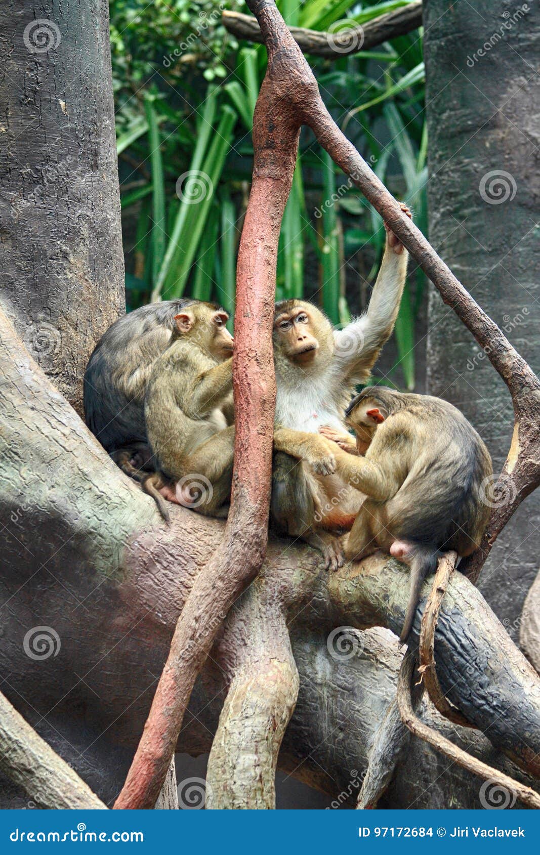 Small baboons group stock photo. Image of community, wildlife - 97172684