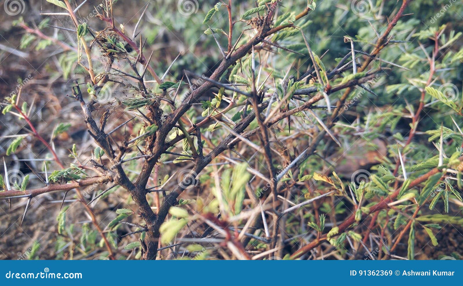 Small Babul tree stock image. Image of bushy, shrubby - 91362369