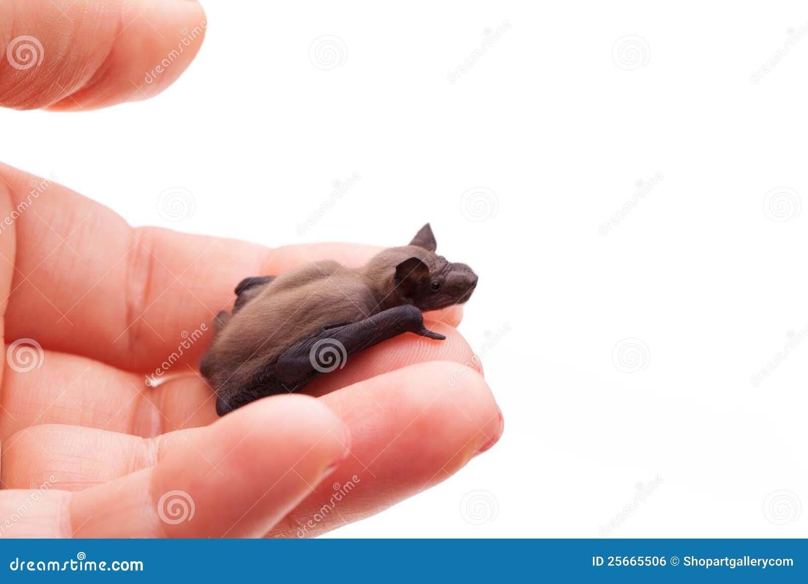 Small Baby Bat in the Hand stock photo. Image of mouse - 25665506