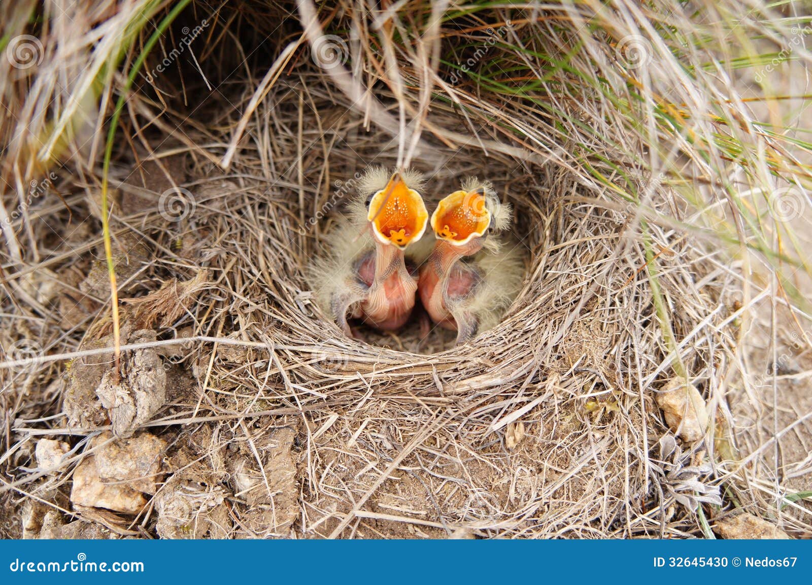 Small baby birds stock photo. Image of hunger, beak, nest - 32645430