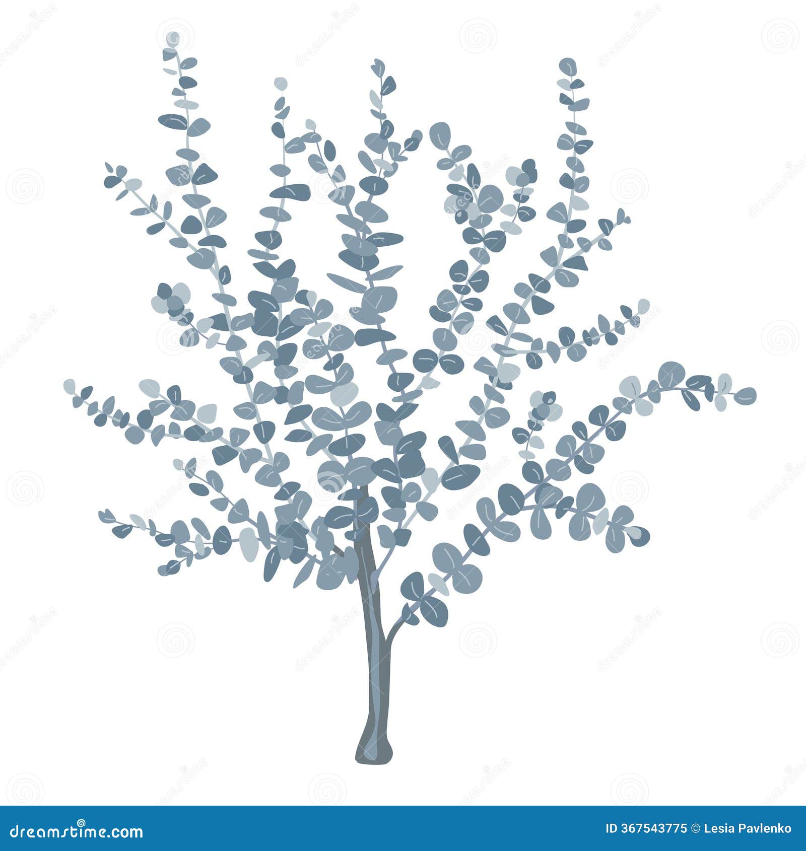Blue Eucalyptus Tetragona Branches With Soft Blue, Pink Leaves, Hand ...