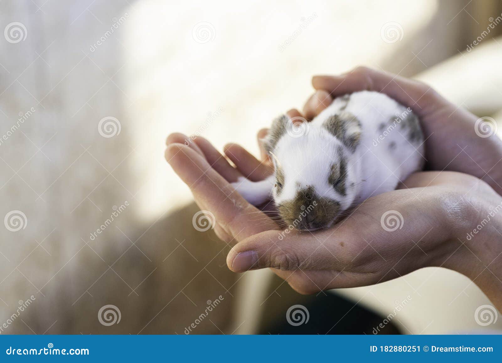 Small Baby Bunny with Closed Eyes Lying on a Hand Stock Image - Image ...