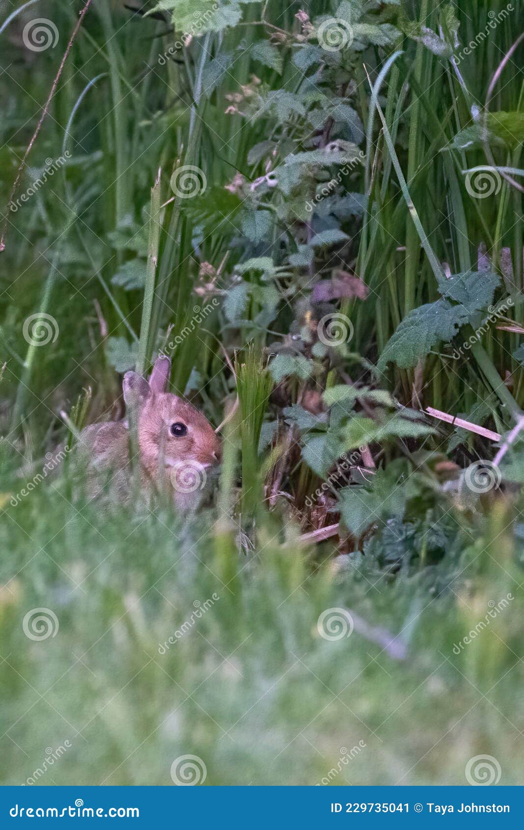 Small Baby Bunny on Edge of Lawn Stock Image - Image of rodent, furry ...