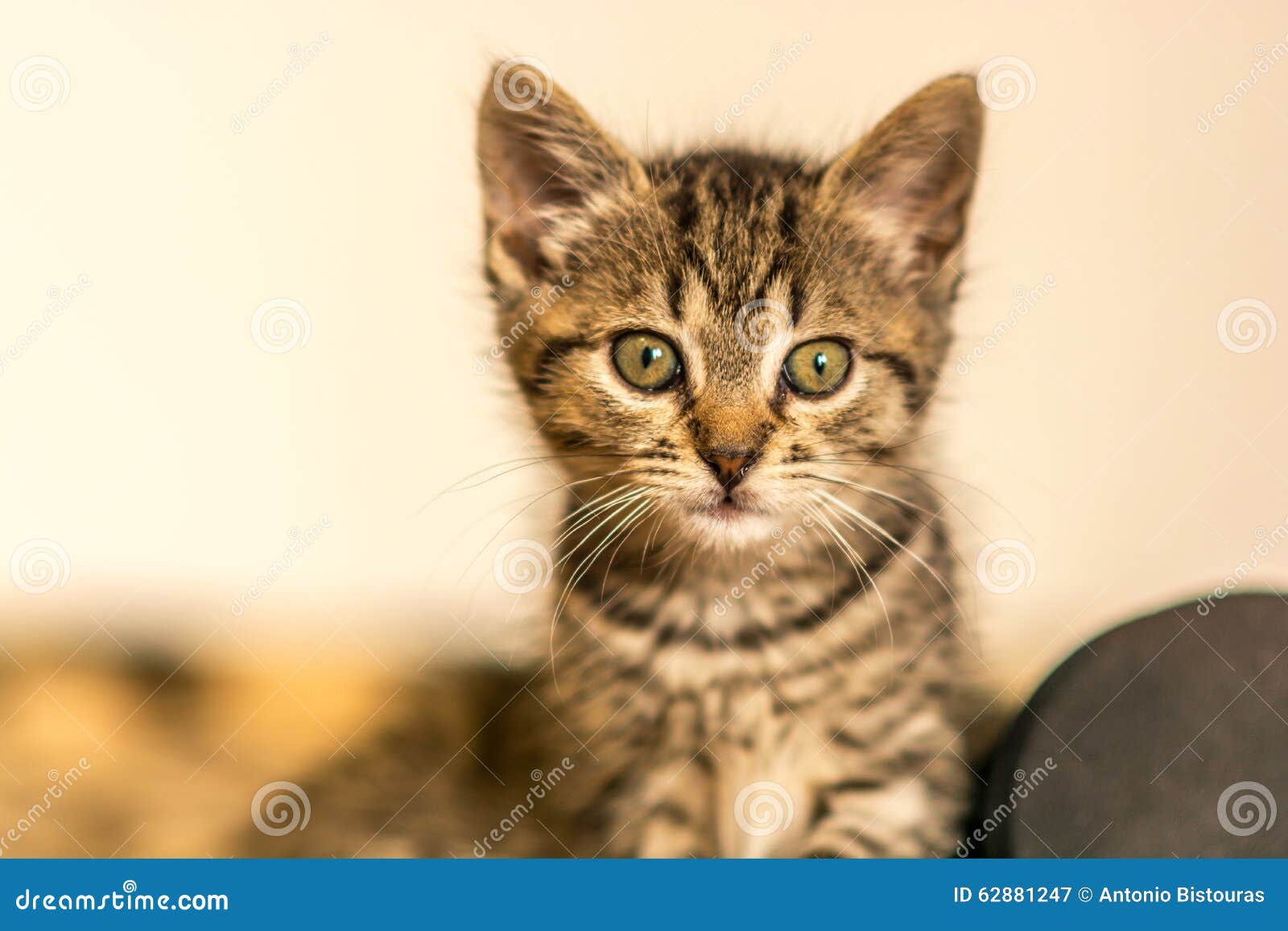 Small baby cat on alert stock image. Image of nose, resting - 62881247