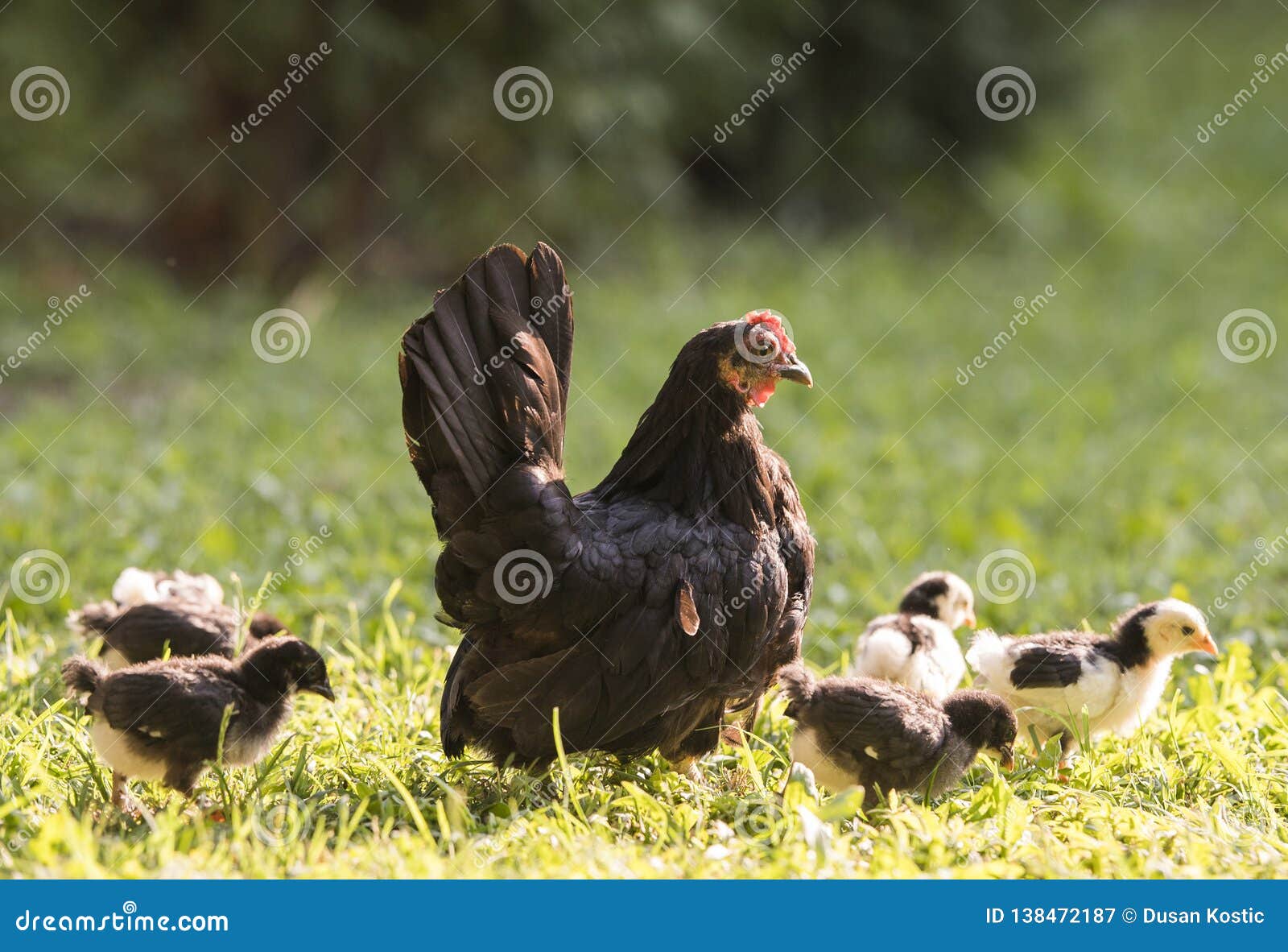 Small Baby Chicken in the Yard Stock Image - Image of green, field ...