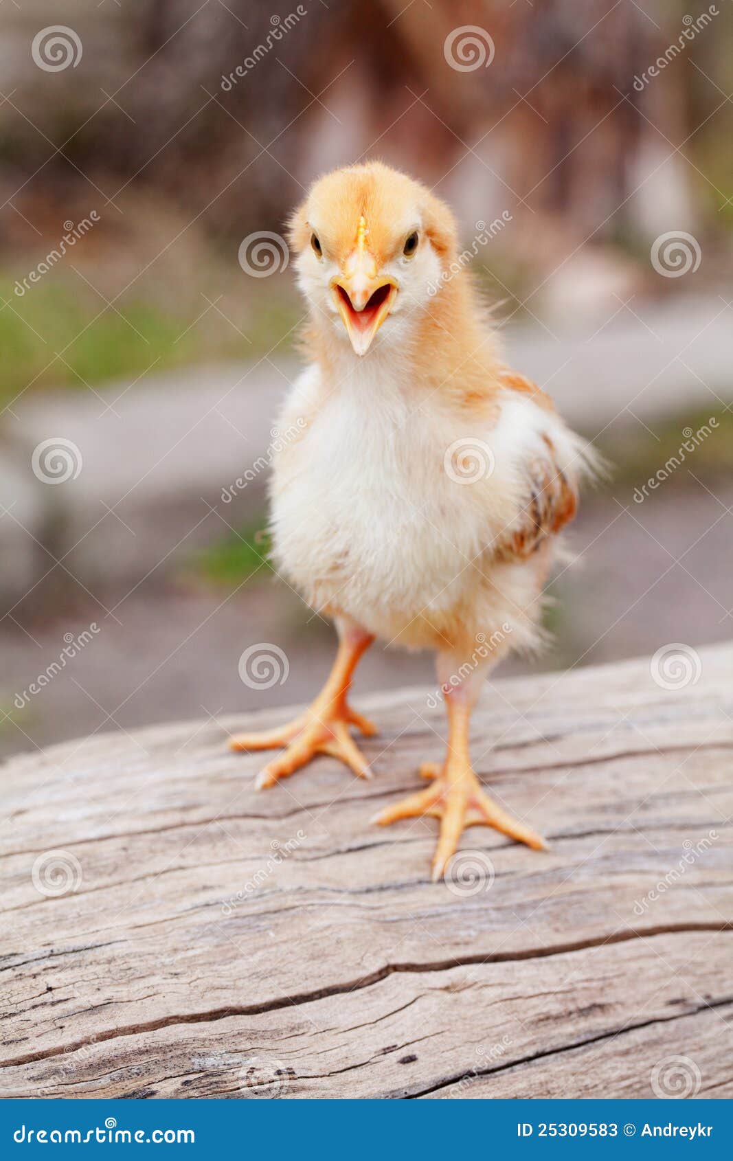Very Tiny Baby Chicken