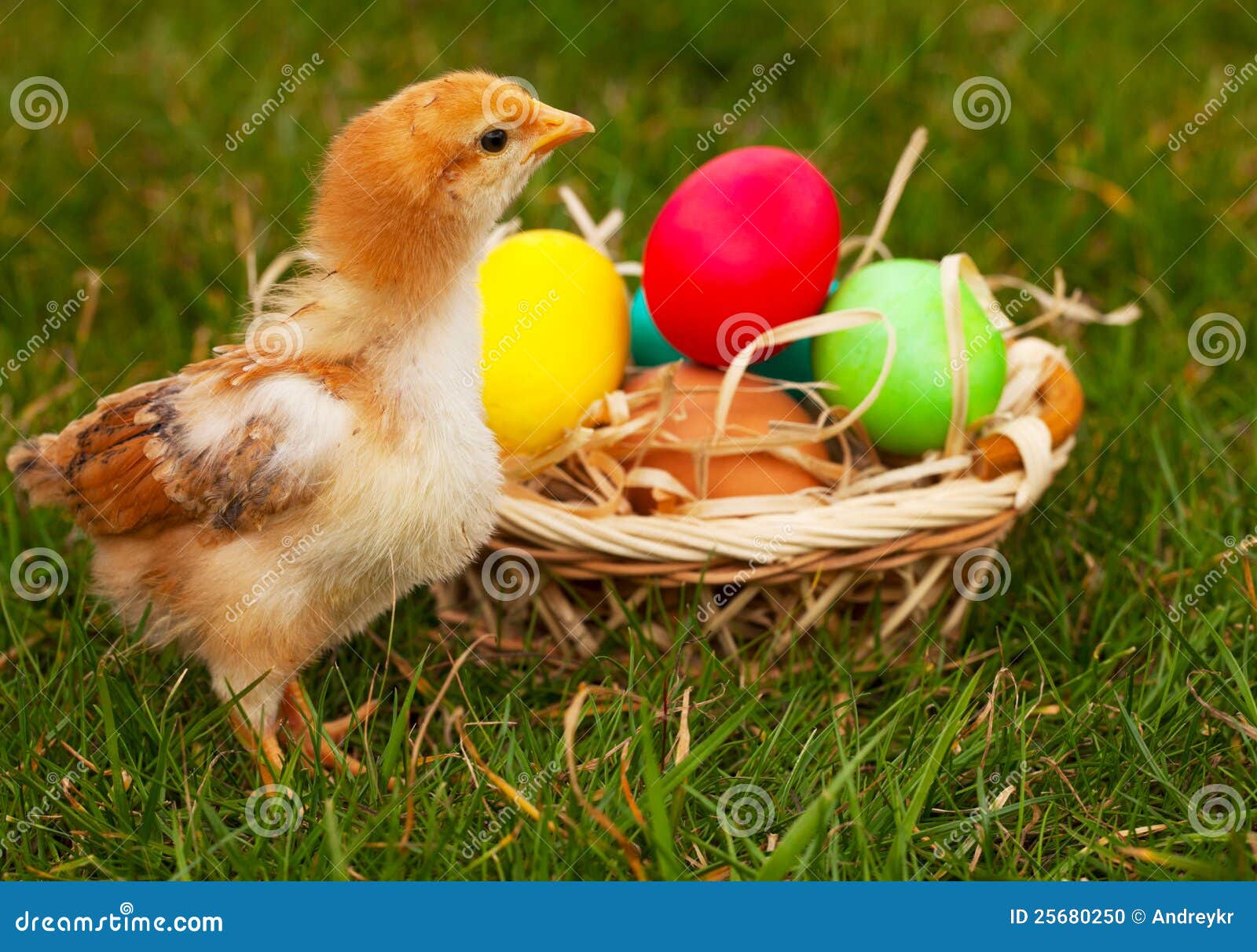 Small Baby Chickens with Colorful Easter Eggs Stock Photo - Image of ...