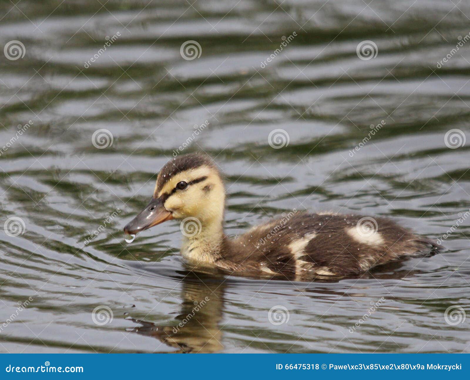 Small baby duck stock photo. Image of green, mother, head - 66475318