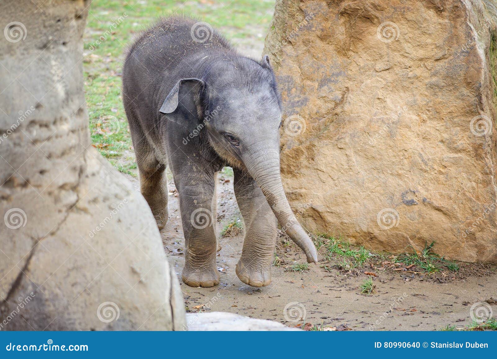 Small Baby Elephant between Rocks Stock Photo - Image of asian, elephas ...