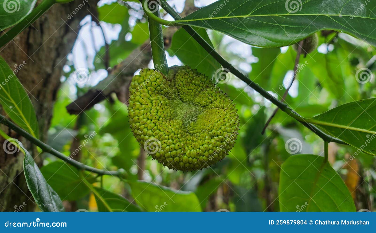 Small Baby Jackfruit on the Jack Tree. Stock Photo - Image of tree ...