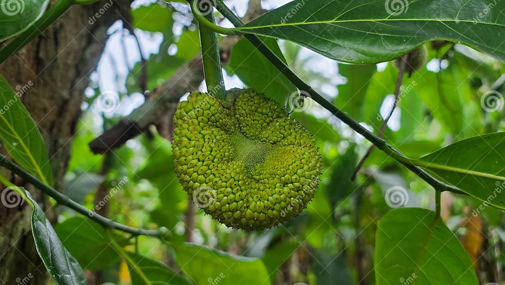 Small Baby Jackfruit on the Jack Tree. Stock Photo - Image of tree ...