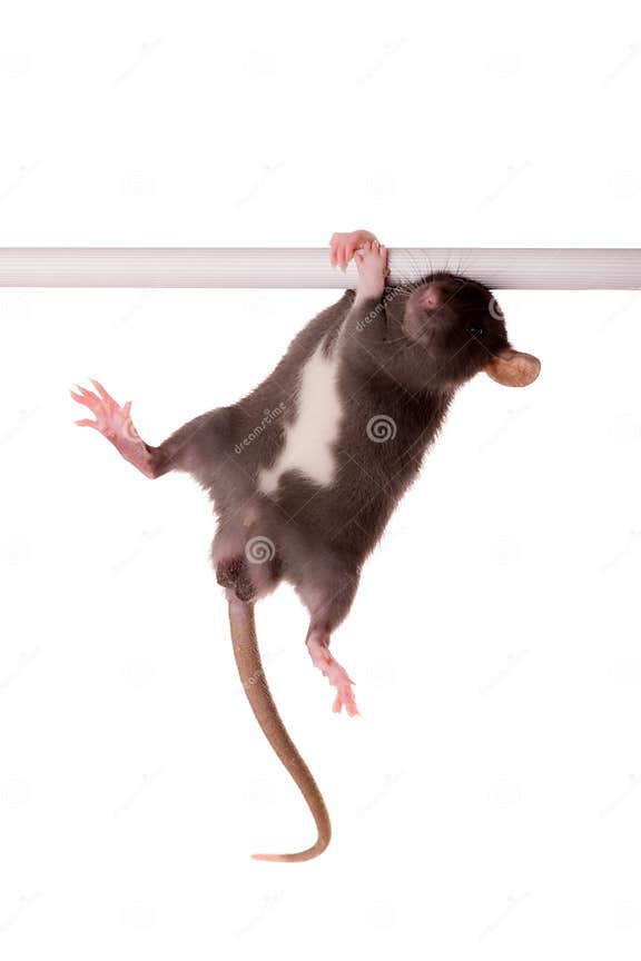 Small baby rat stock photo. Image of black, baby, white - 219915694