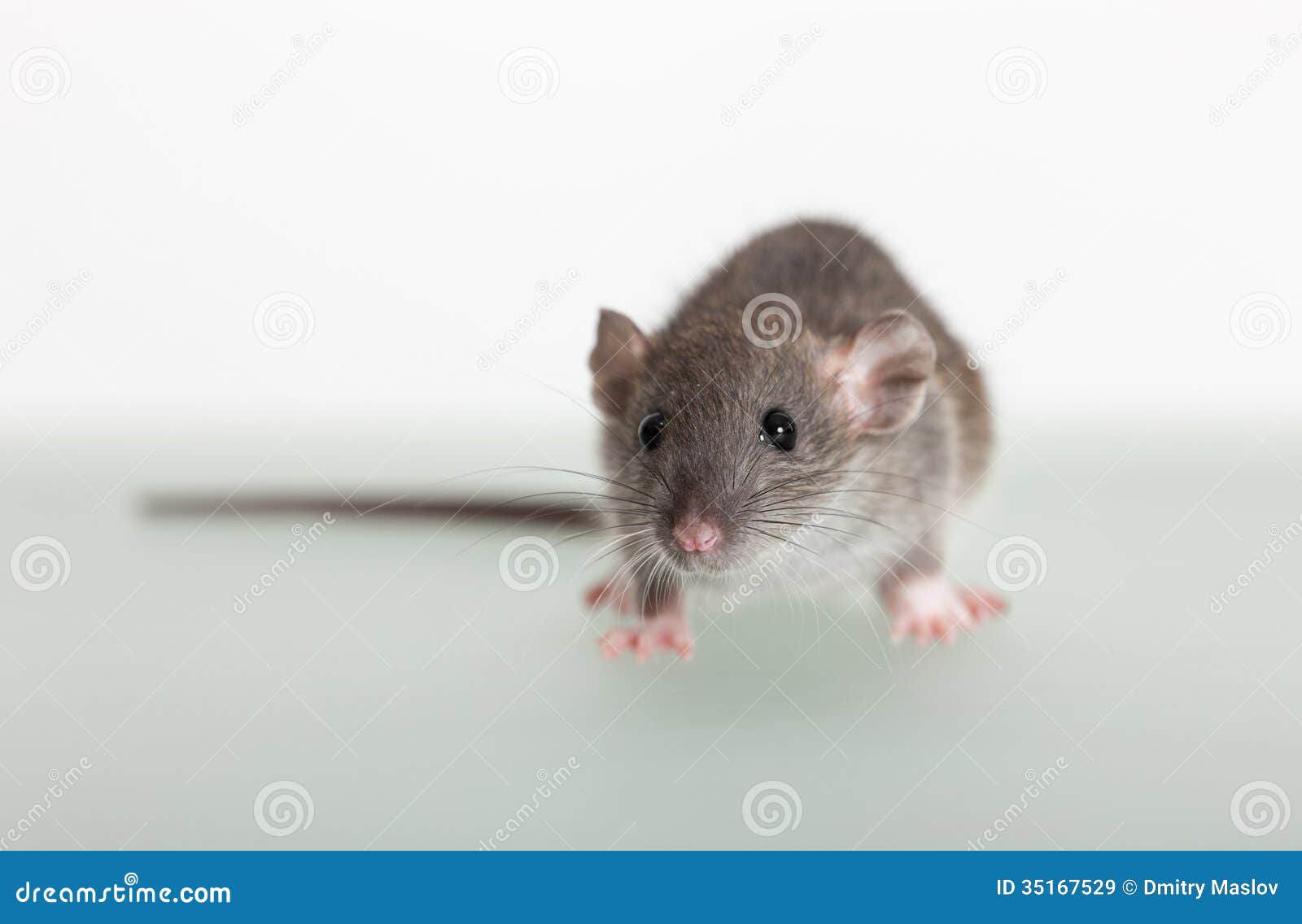 Small baby rat stock image. Image of pets, young, domestic - 35167529