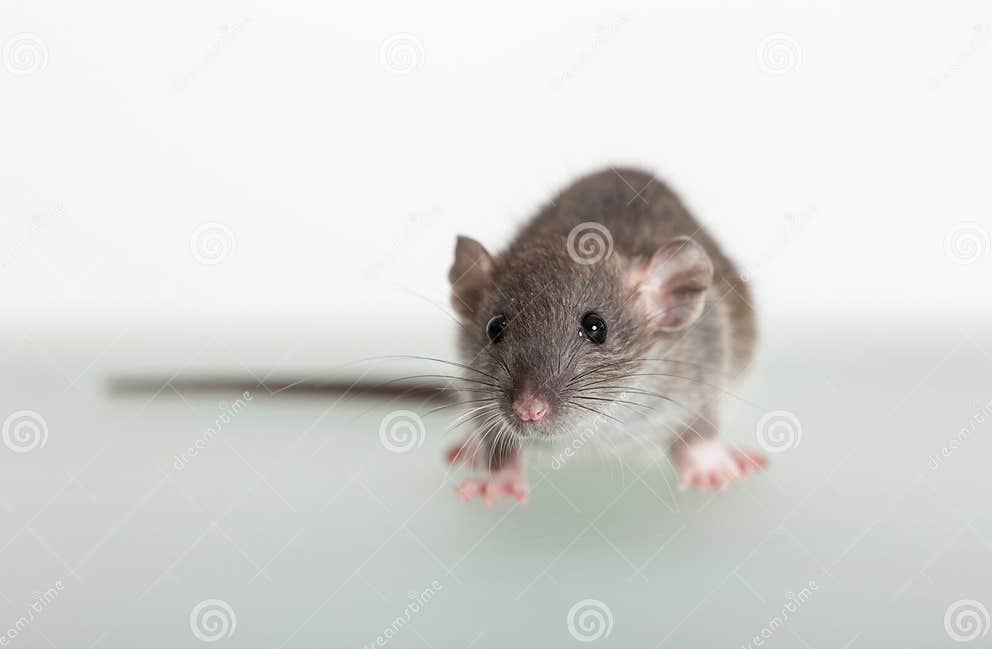 Small baby rat stock image. Image of pets, young, domestic - 35167529