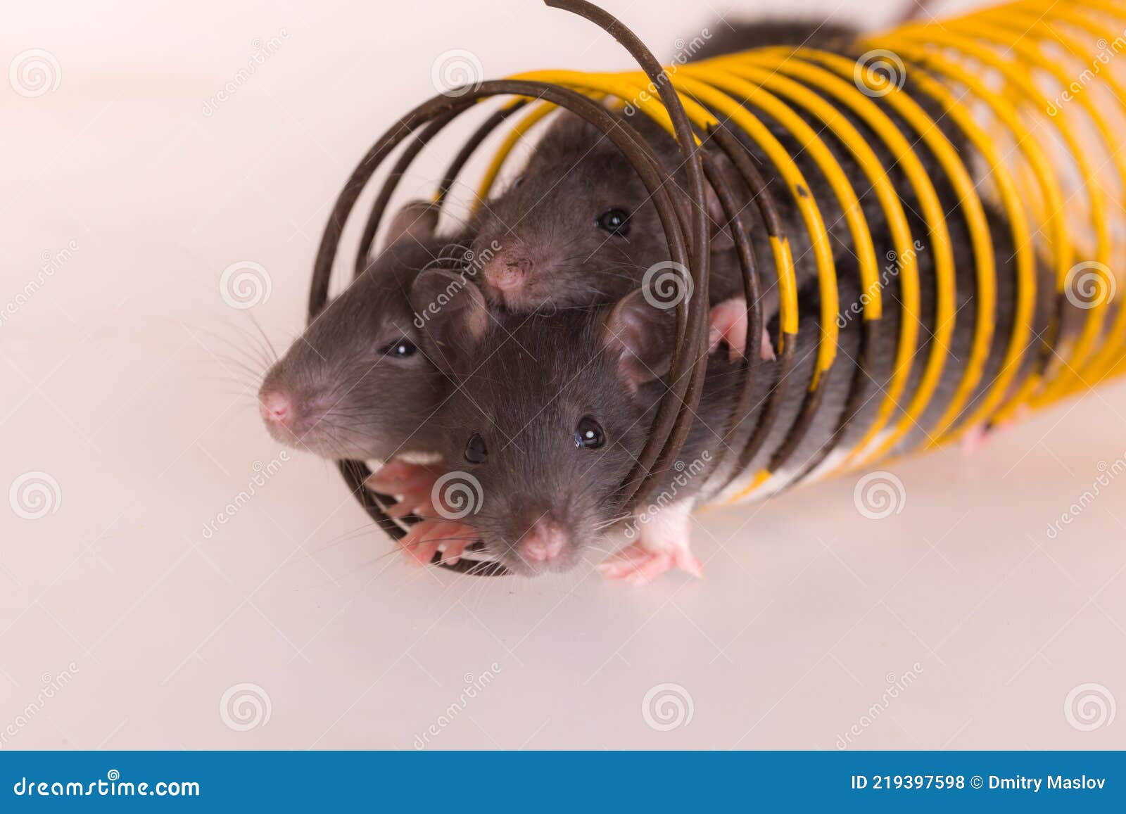 Small baby rats stock photo. Image of whisker, black - 219397598