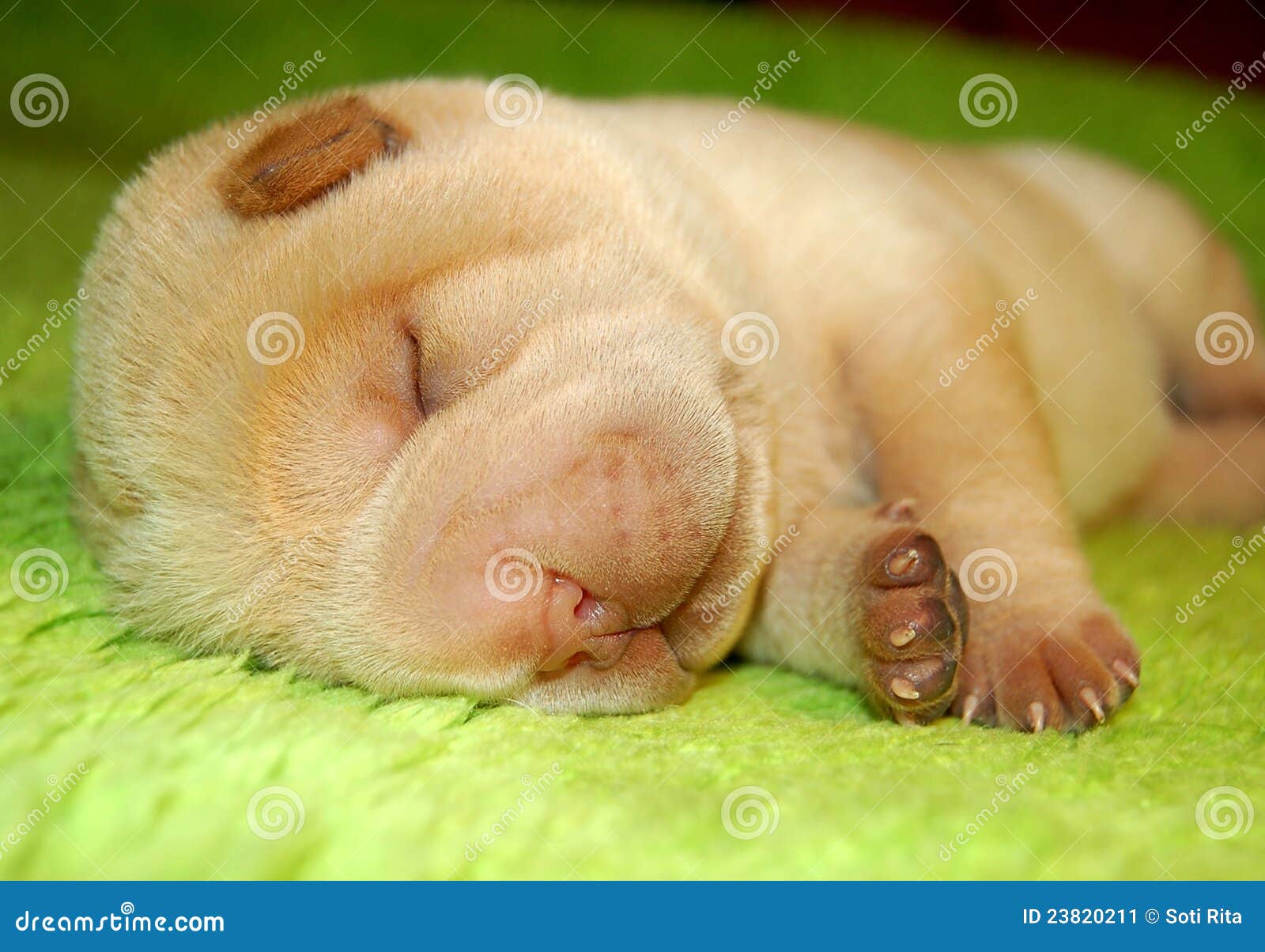 Small Baby Sharpei Sleeping Stock Image - Image of baby, lovely: 23820211
