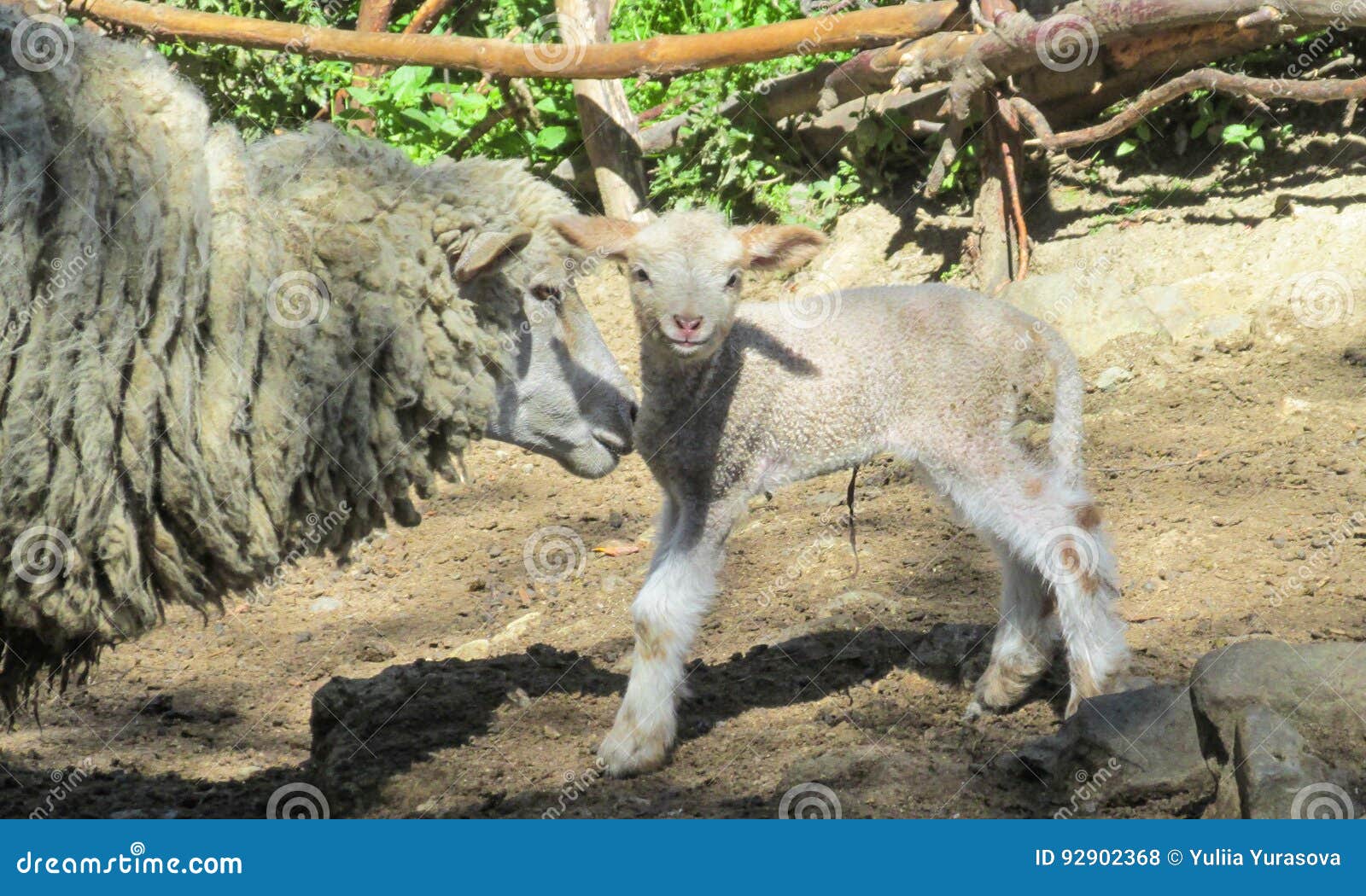 Small Baby Sheep on the Farm Stock Photo - Image of cute, countryside ...