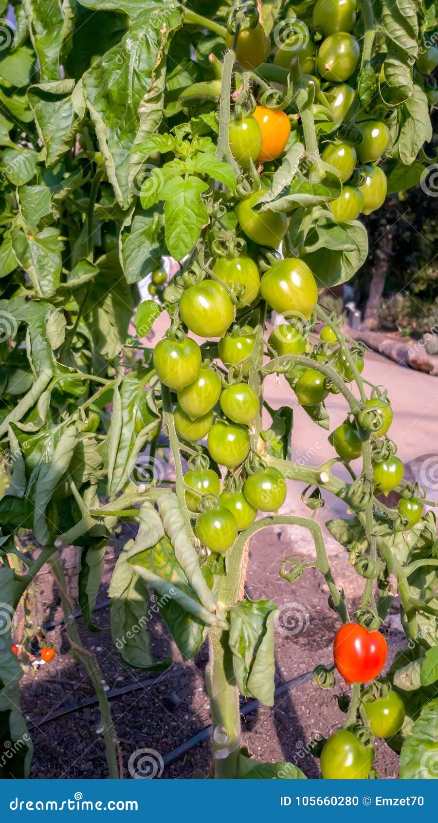 Small baby tomatoes. stock photo. Image of closeup, horticulture ...