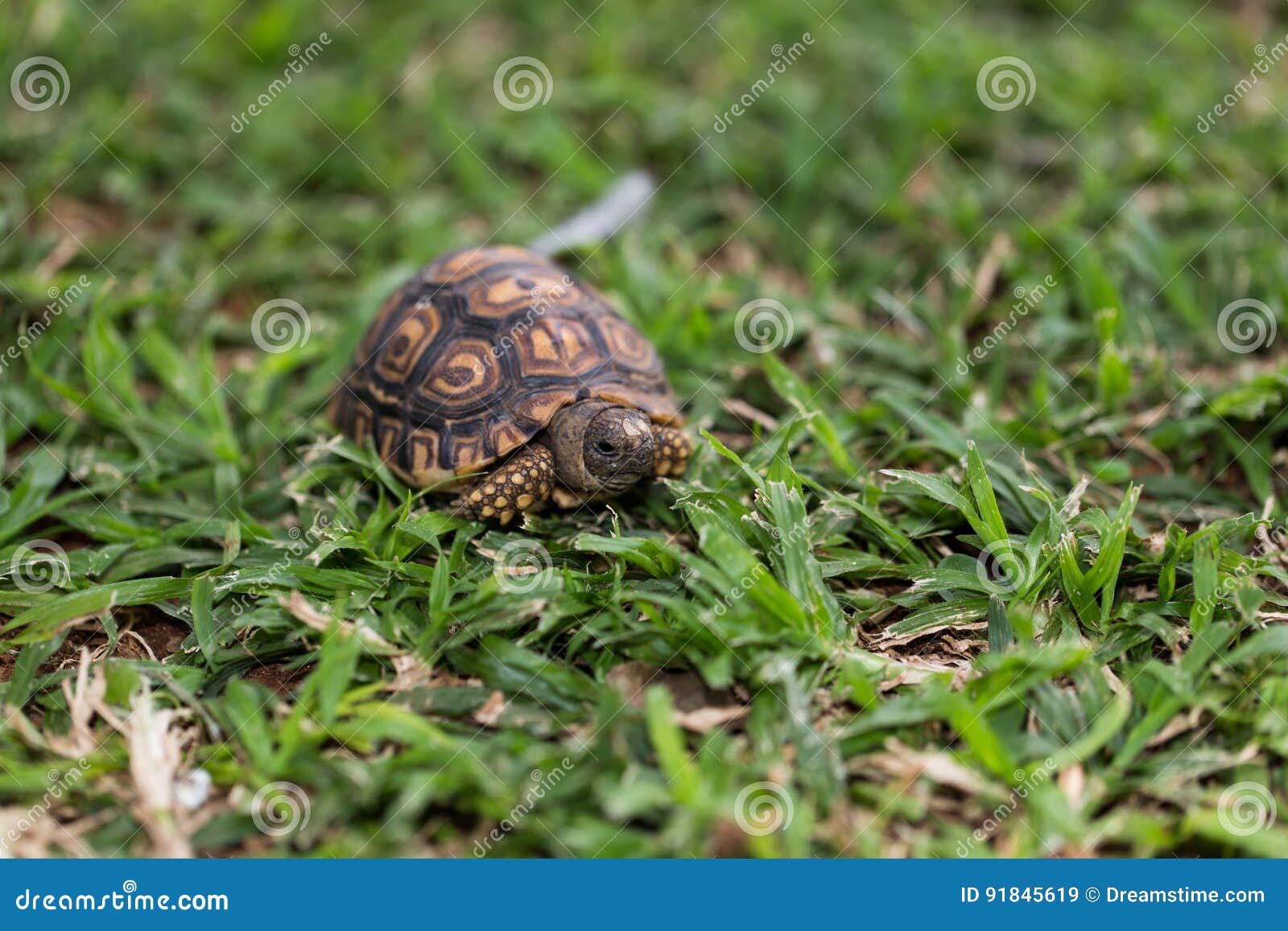 Beautiful Super Tiny Baby Tortoise Stock Photos - Free & Royalty-Free ...
