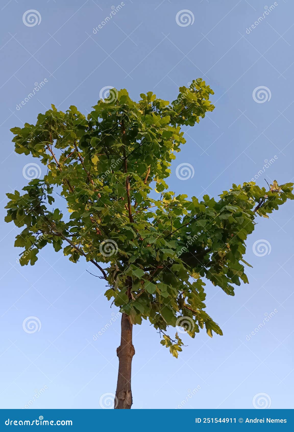 A small baby tree stock image. Image of green, sunlight - 251544911