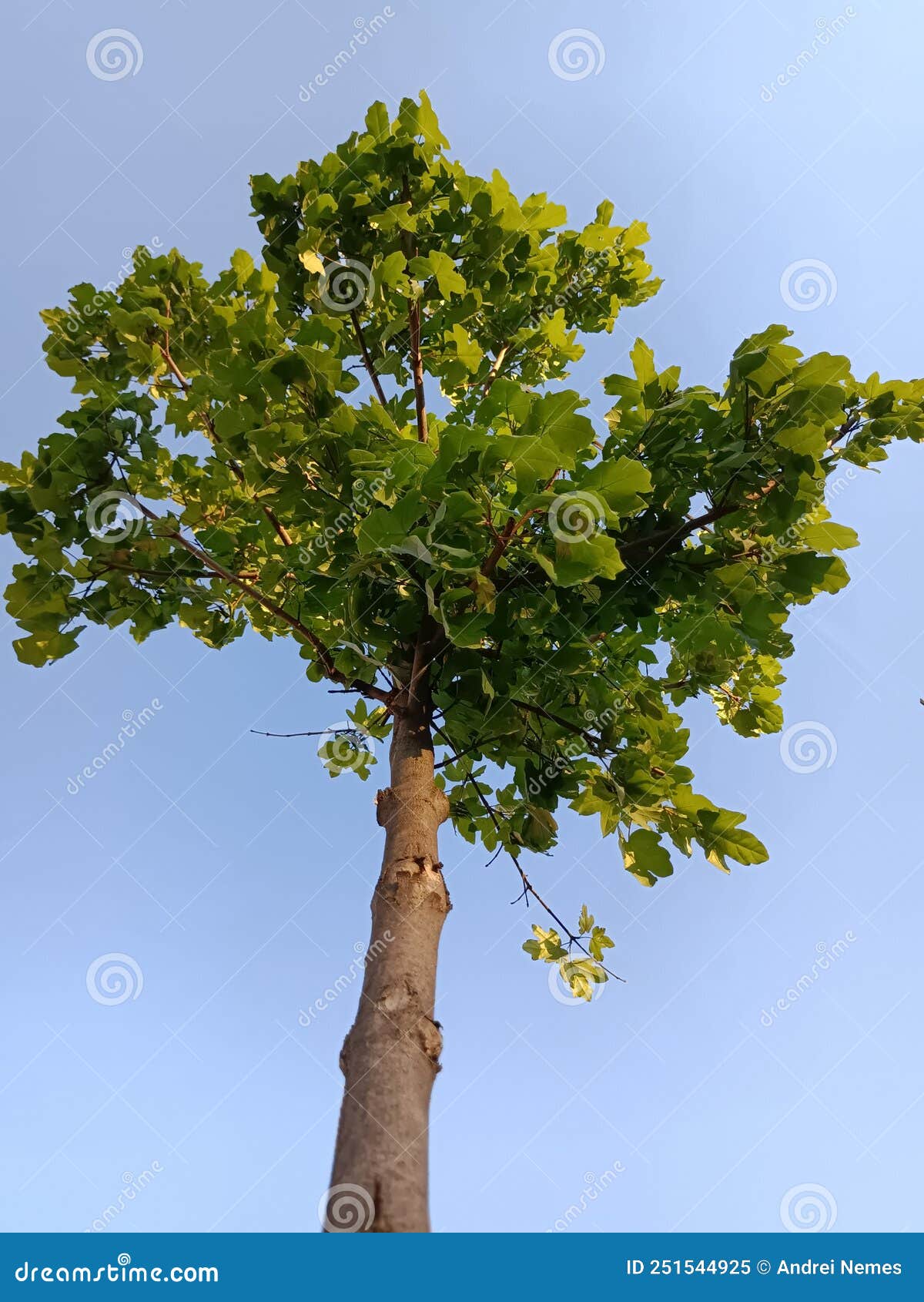 A small baby tree stock image. Image of garden, tree - 251544925