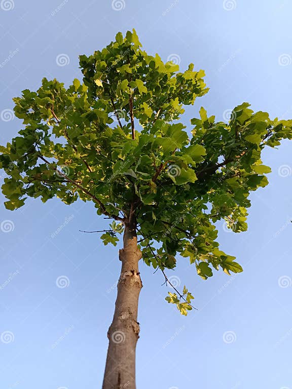 A small baby tree stock image. Image of garden, tree - 251544925