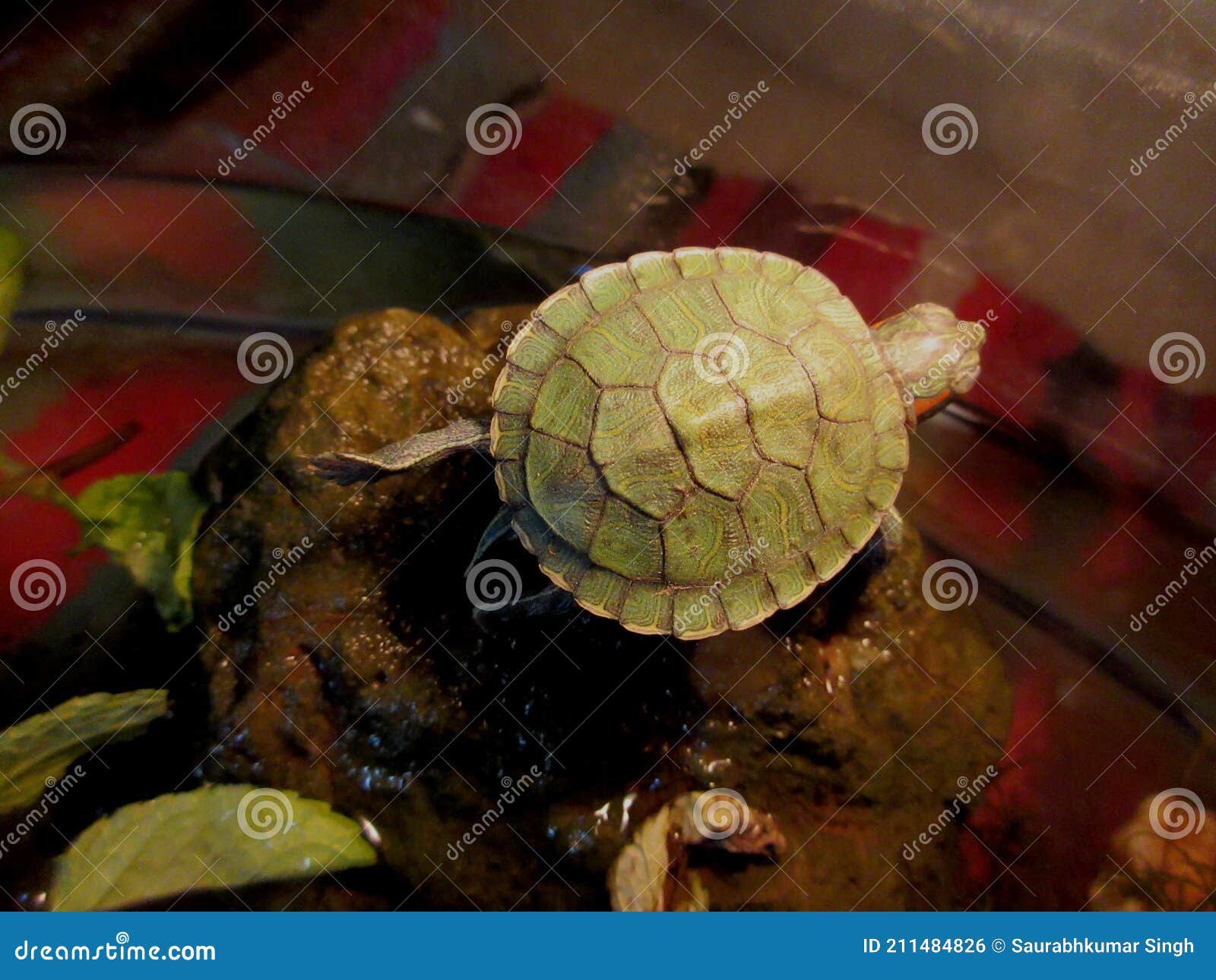 Small Baby Turtle Basking on a Stone with One Leg Raised in Air Stock ...