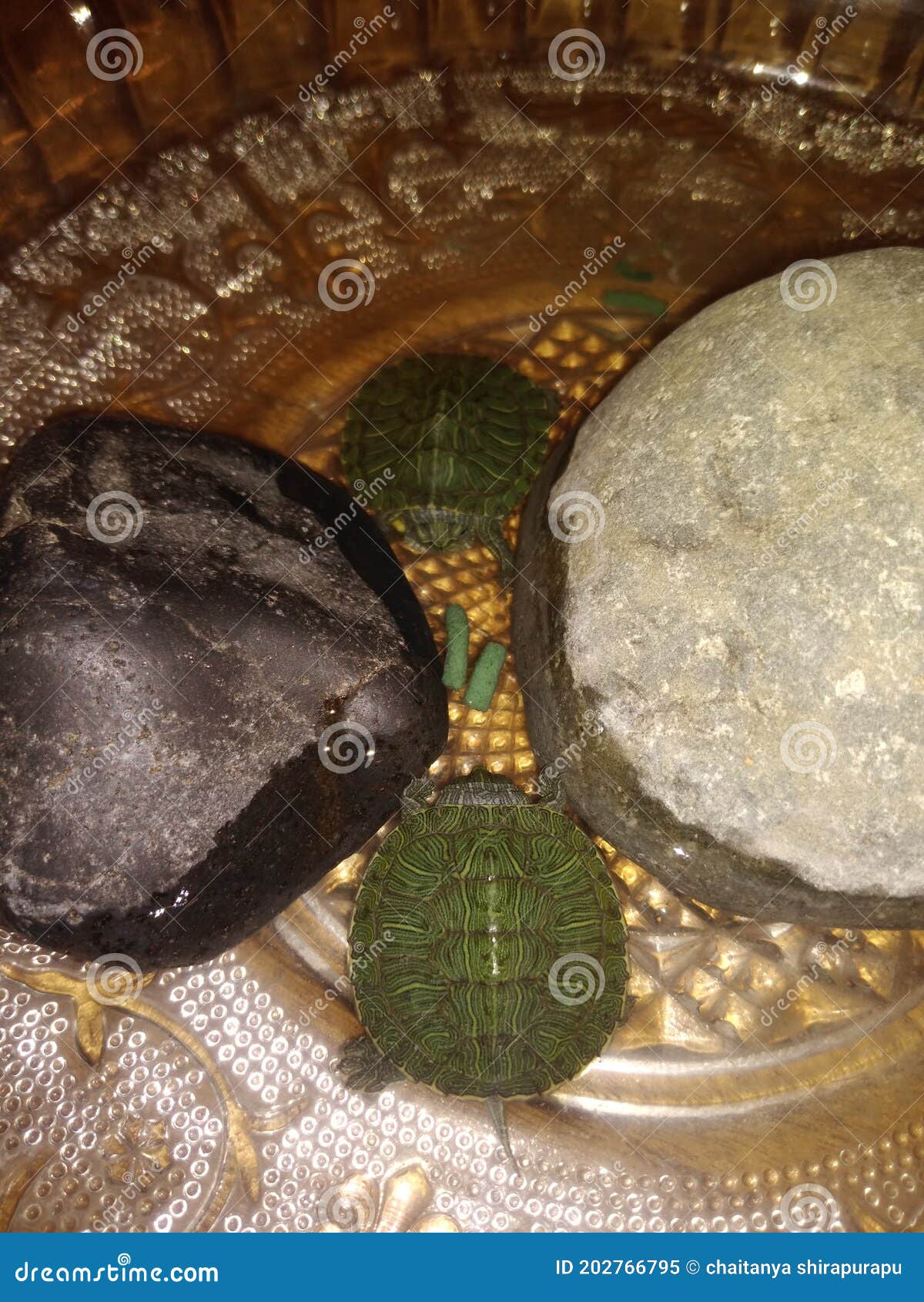 Small baby turtles stock image. Image of stone, turtles - 202766795