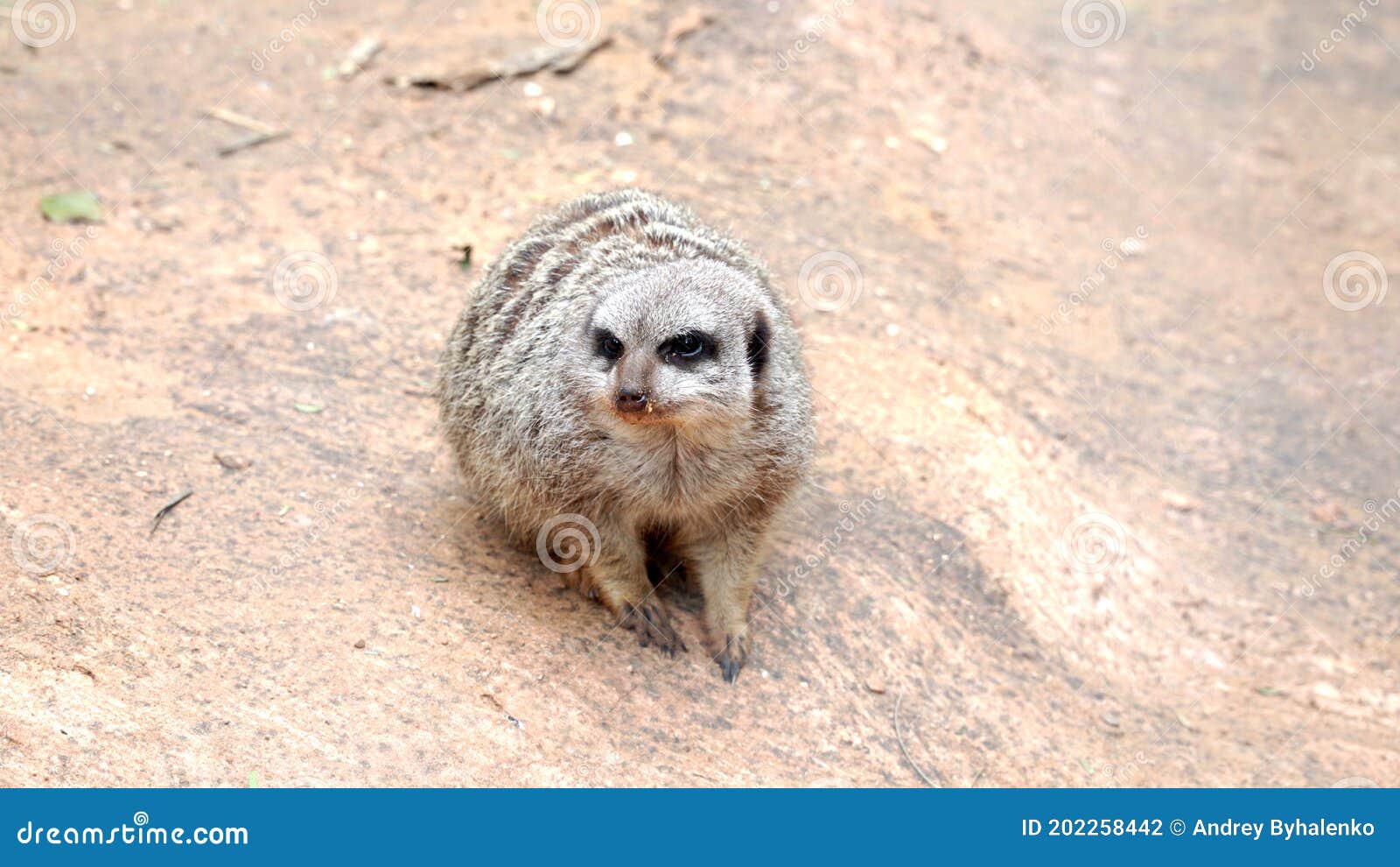 Small Badger is in the Middle of the Frame. Stock Photo - Image of ...